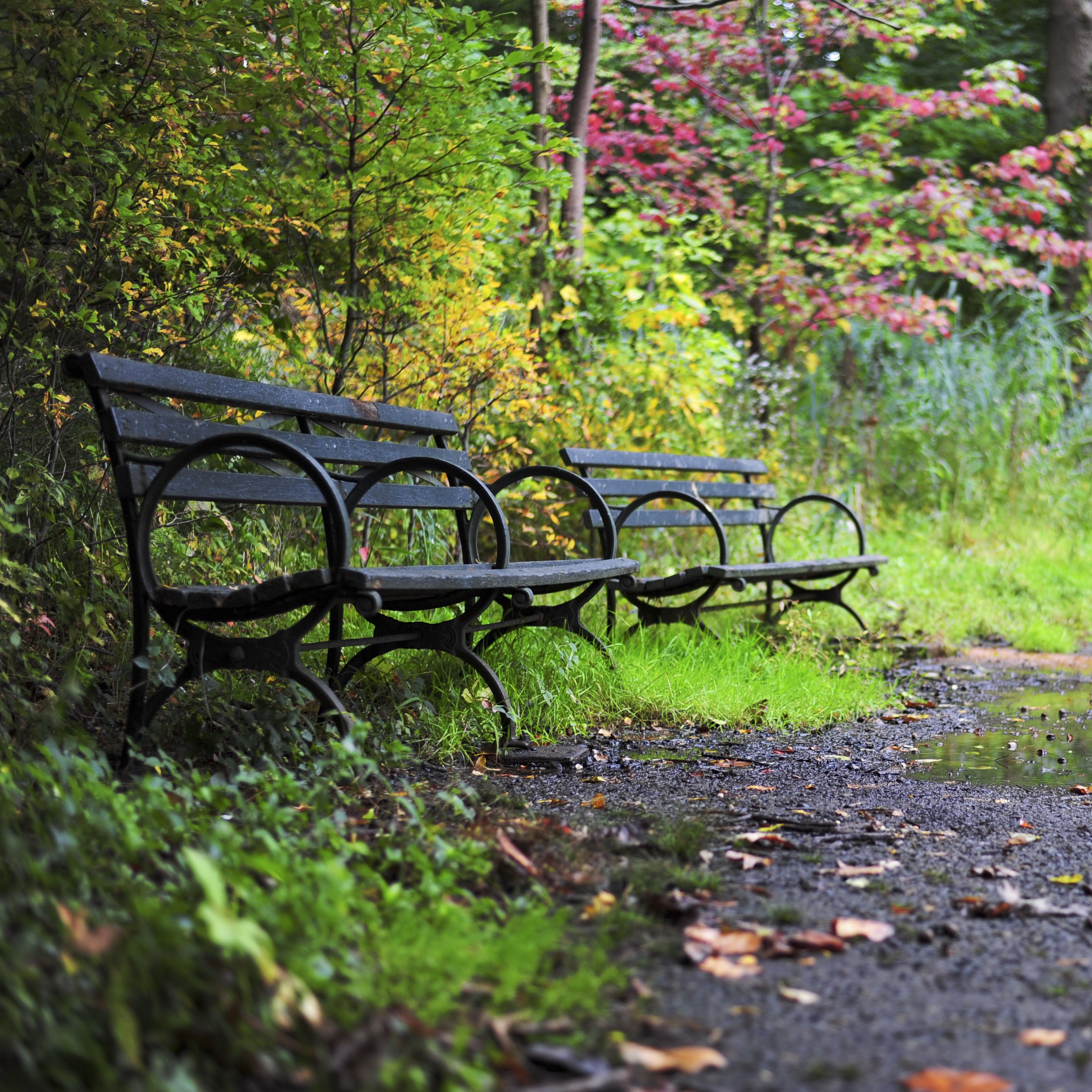 Download wallpaper 2780x2780 park, trees, benches, nature ipad air ...