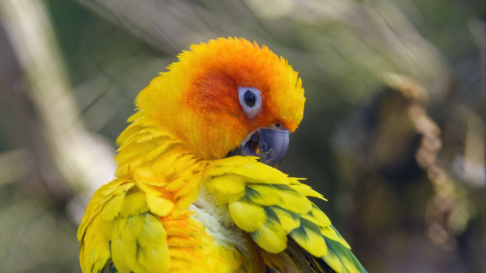 Download wallpaper 1920x1080 parrot, bird, bright full hd, hdtv, fhd ...