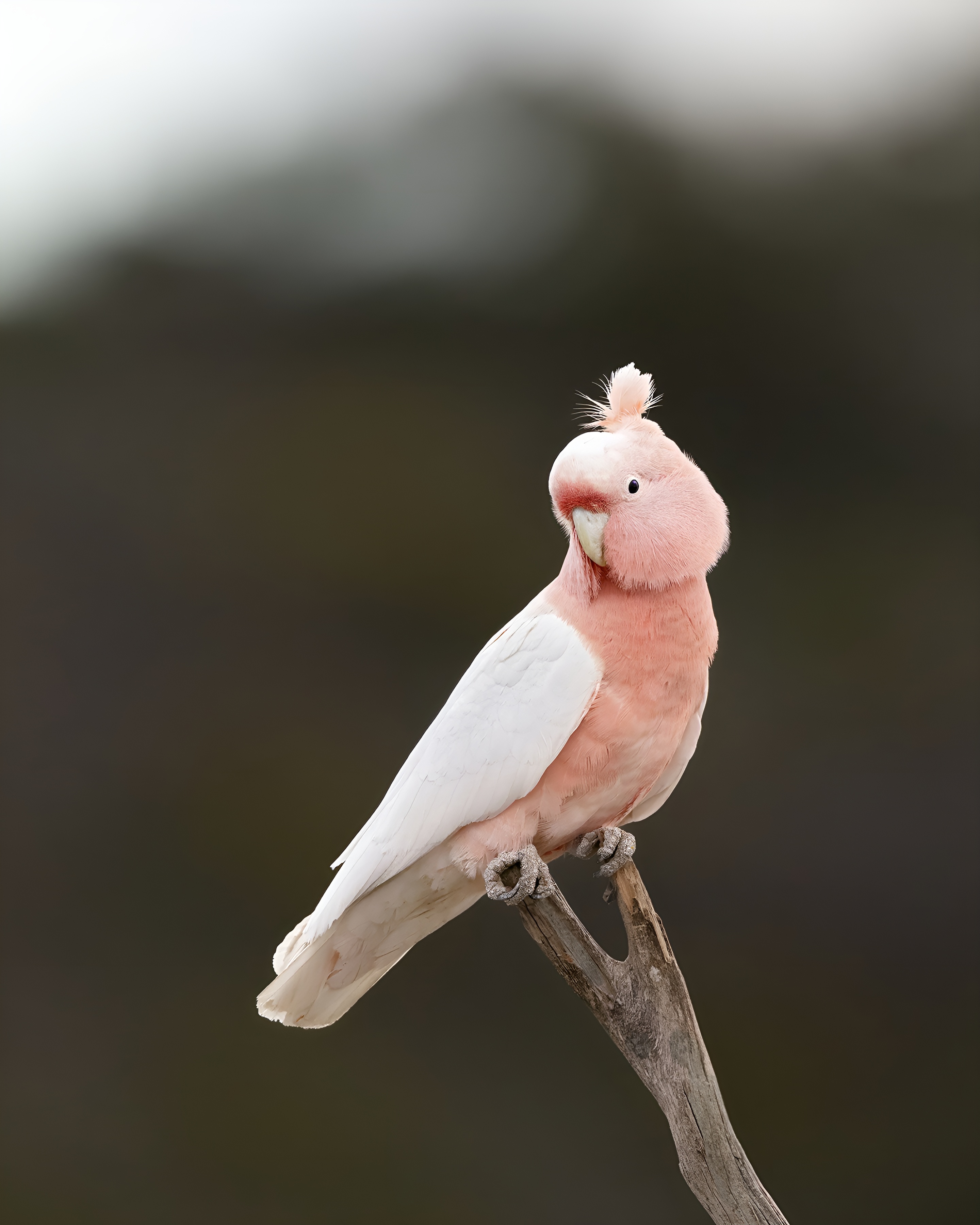 Download wallpaper 2880x3600 parrot, bird, feathers, pink, branch hd ...