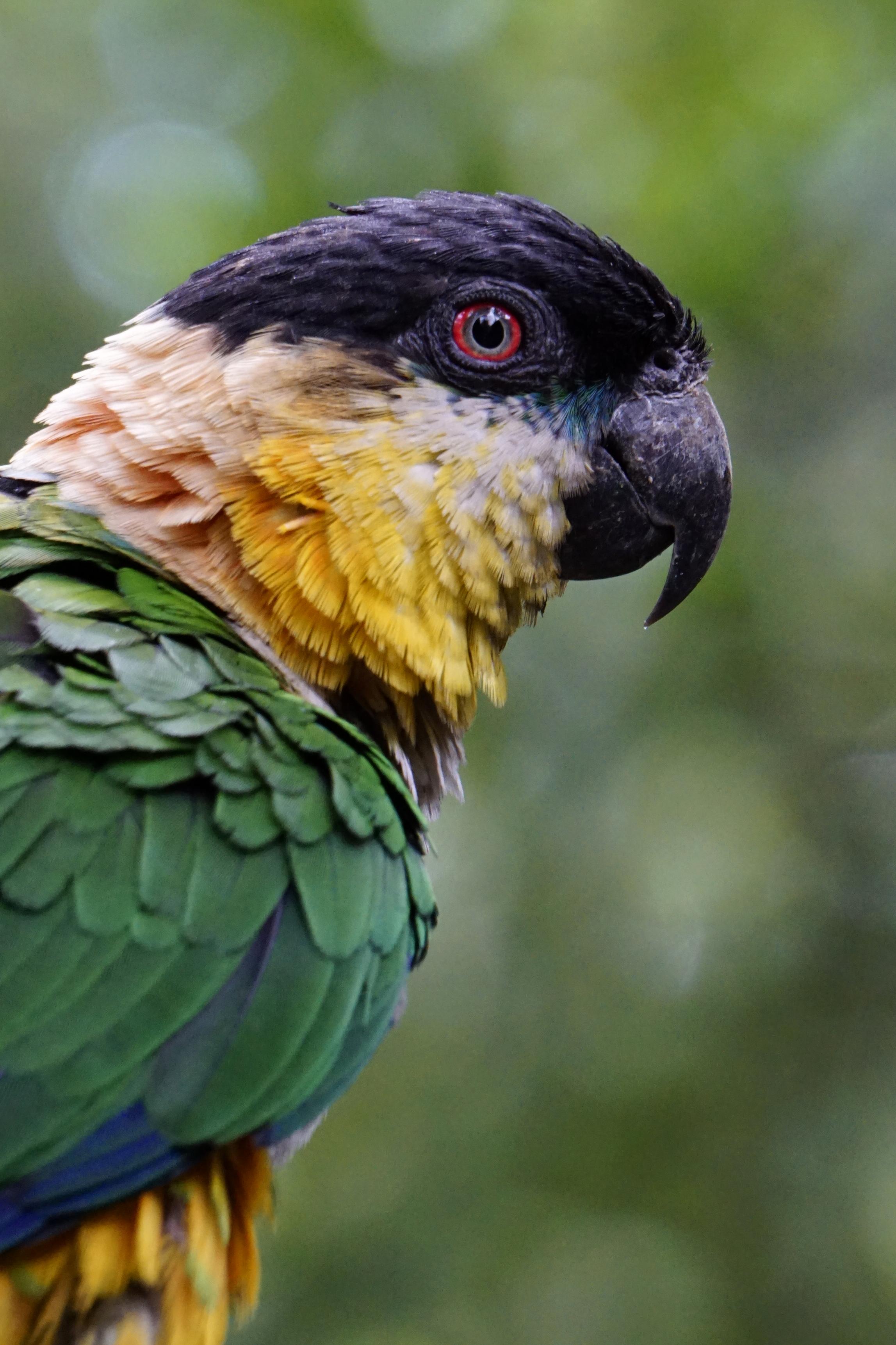 Download wallpaper 2295x3443 parrot, bird, feathers, glance hd background