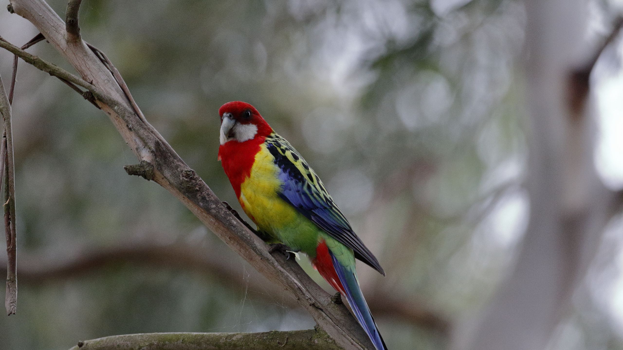 Download wallpaper 2560x1440 parrot, bird, feathers, branches ...