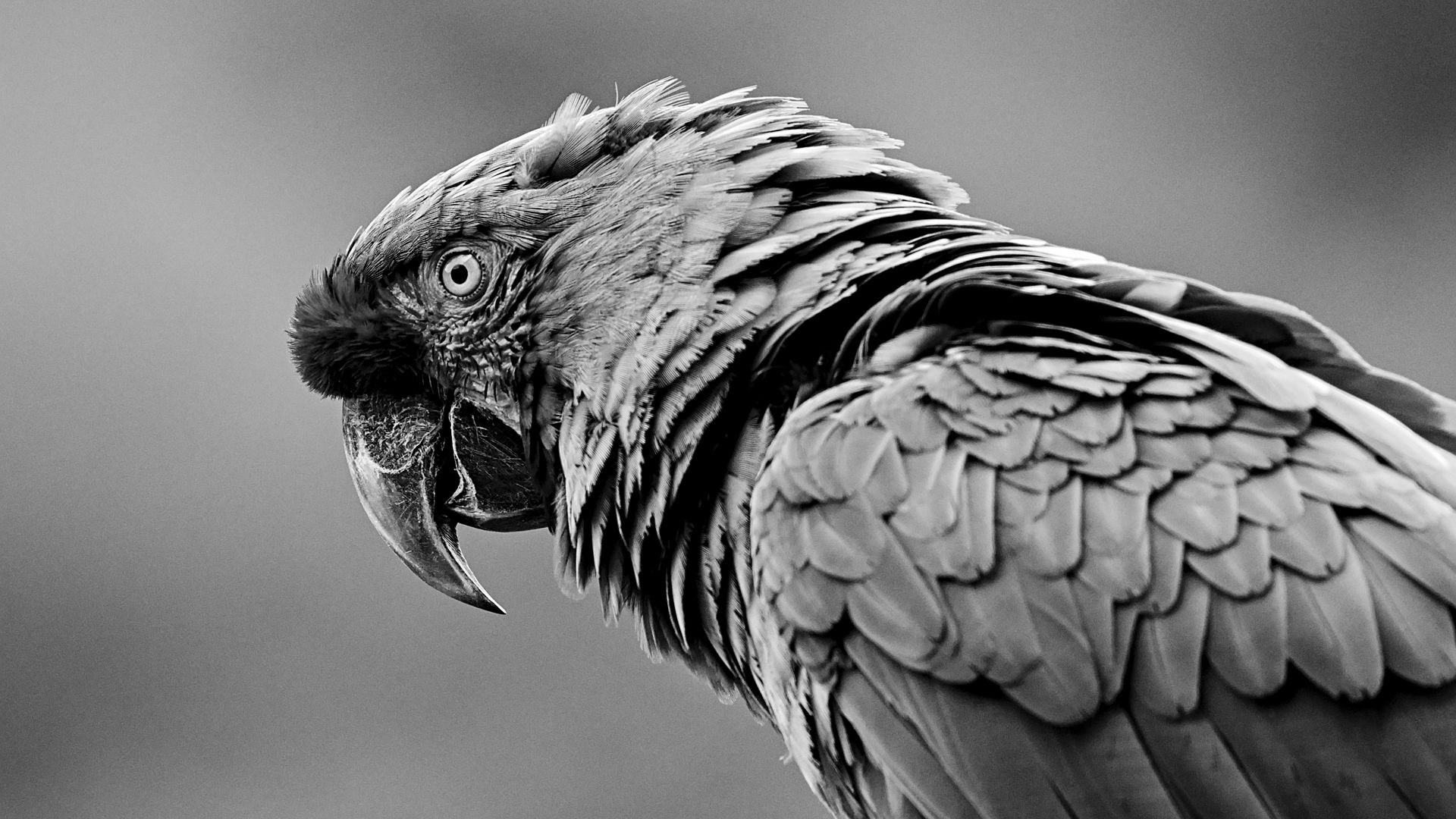 Download wallpaper 1920x1080 parrot, bird, gray, bw full hd, hdtv, fhd ...