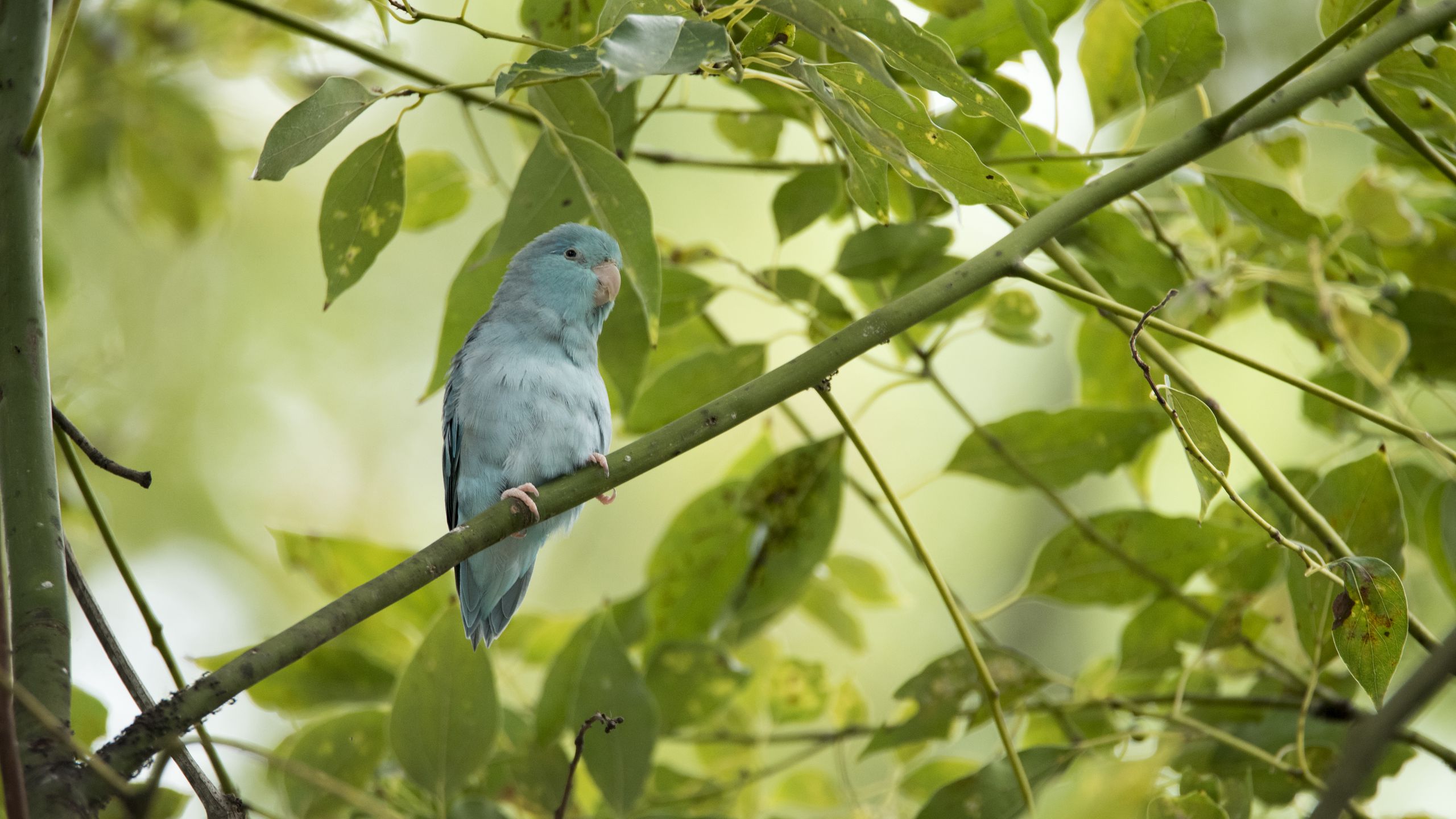 Download wallpaper 2560x1440 parrot, bird, tree, branches widescreen 16 ...