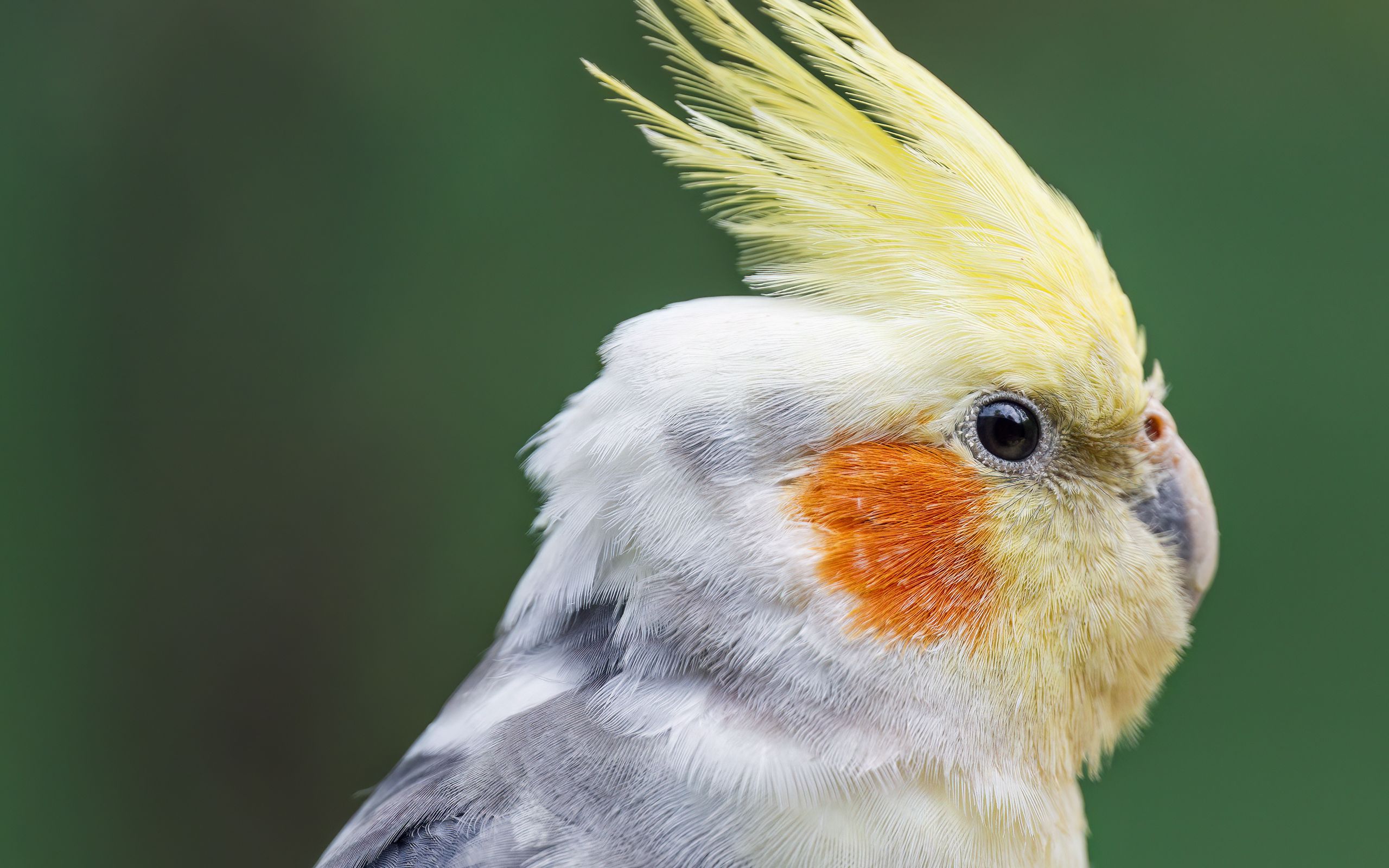 Download wallpaper 2560x1600 parrot, feathers, glance, macro, animal ...