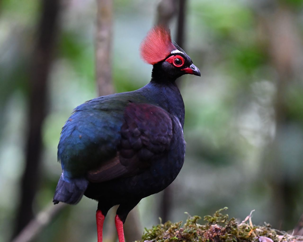 Download wallpaper 1280x1024 partridge, bird, glance, tree, nature ...