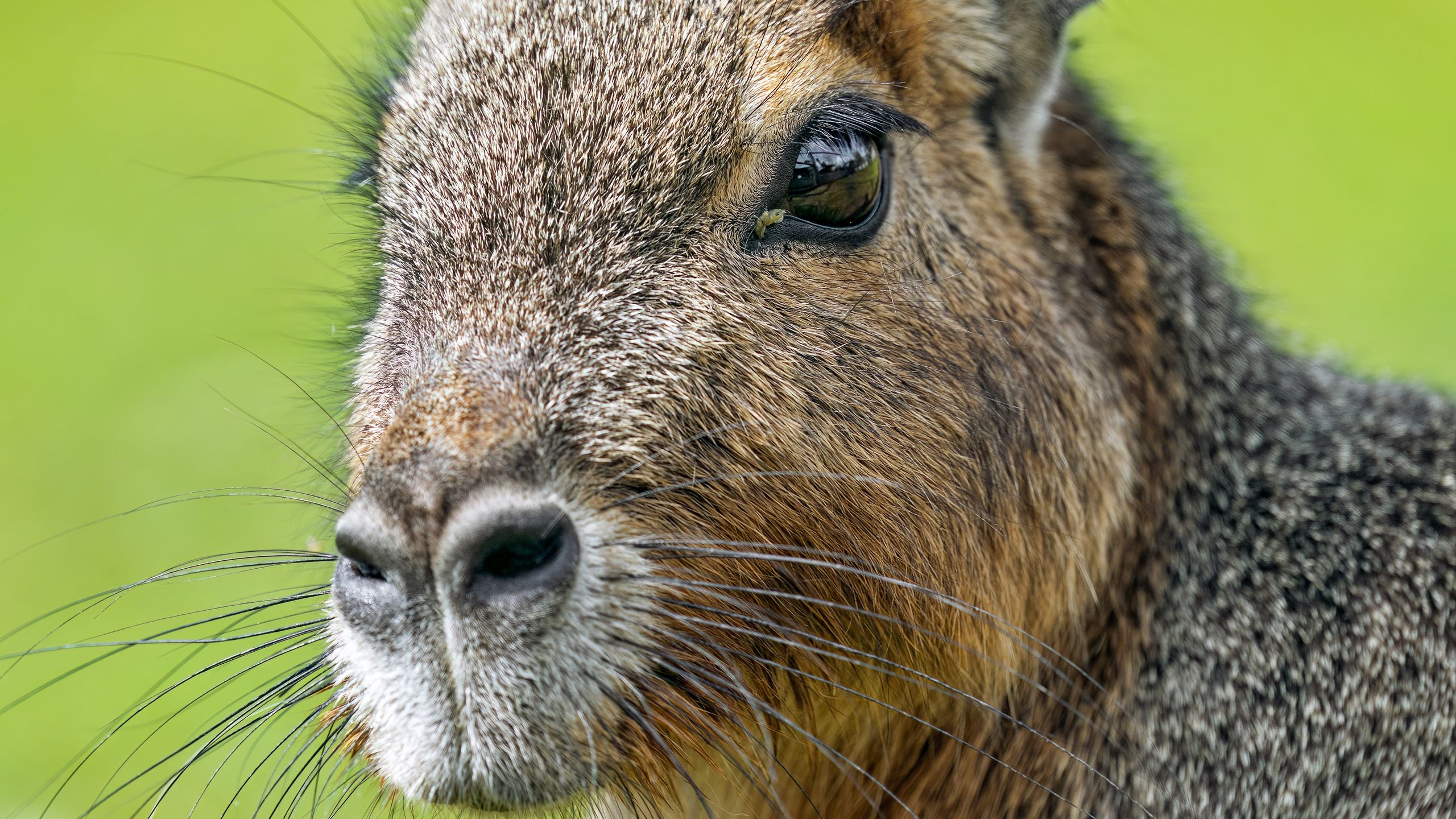 Download wallpaper 2560x1440 patagonian mara, rodent, animal, wild ...