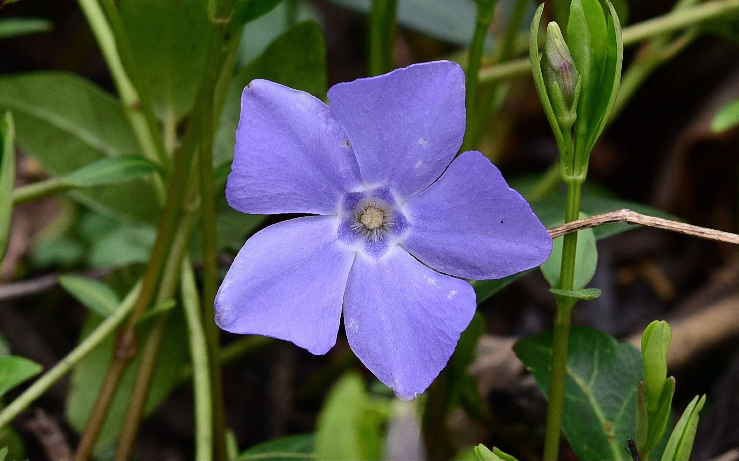 Download wallpaper 2560x1600 periwinkle, flower, petals, purple, nature ...