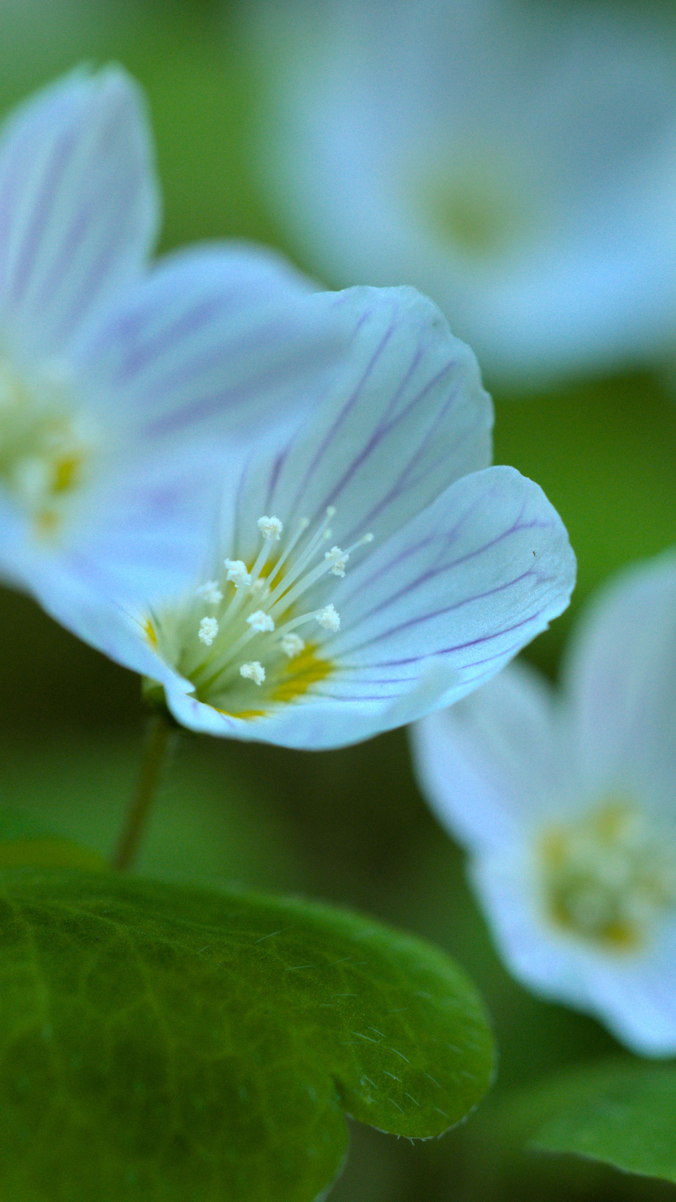 Download wallpaper 2160x3840 petals, flowers, leaves, plant, macro ...