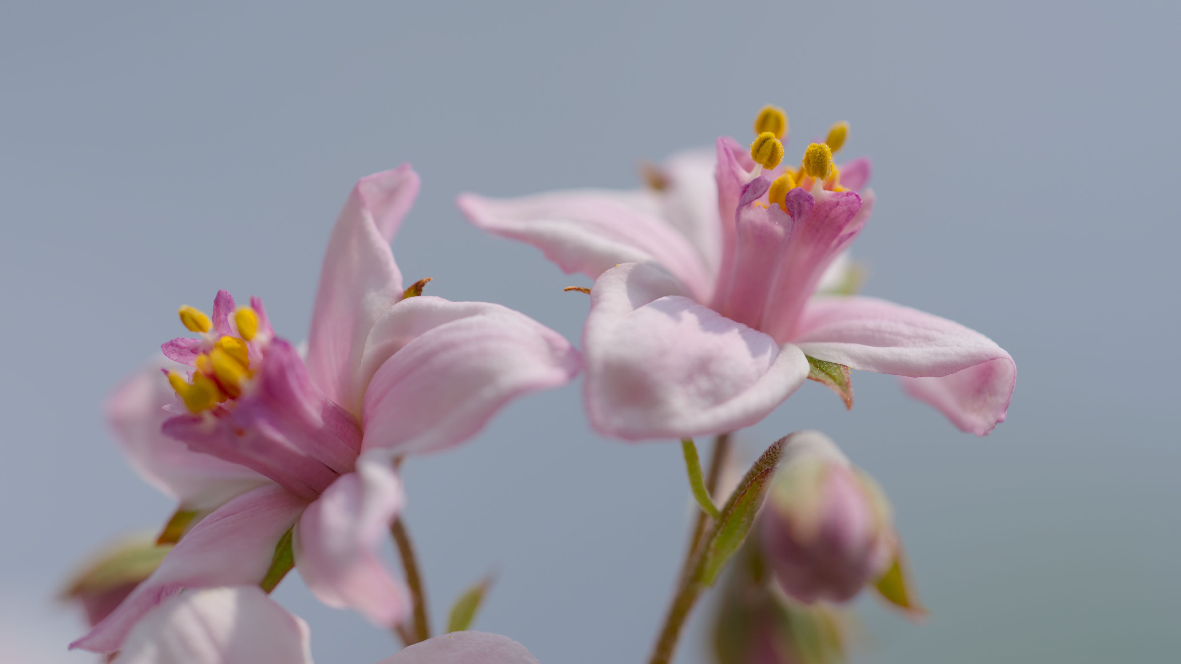 Download wallpaper 3840x2160 petals, flowers, pink, plants 4k uhd 16:9 ...