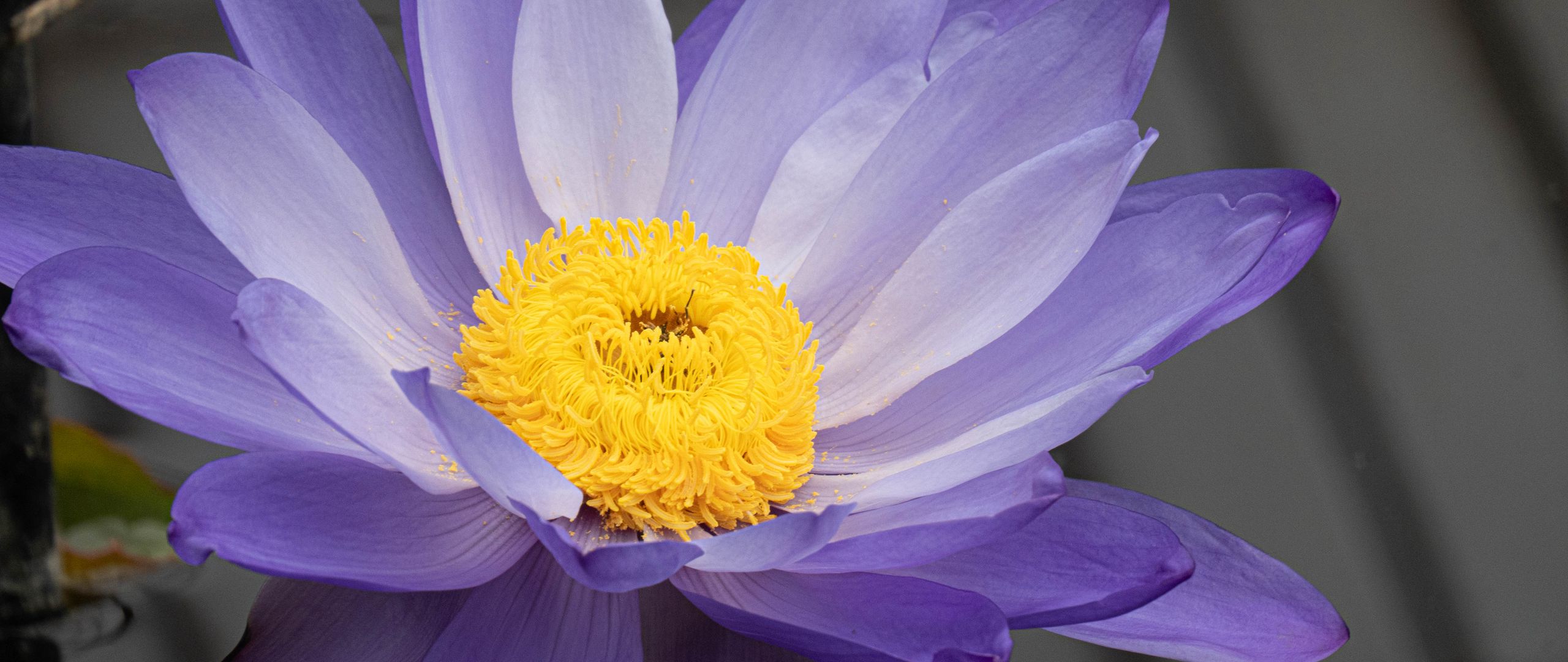 Download wallpaper 2560x1080 petals, pollen, flower, purple dual wide ...