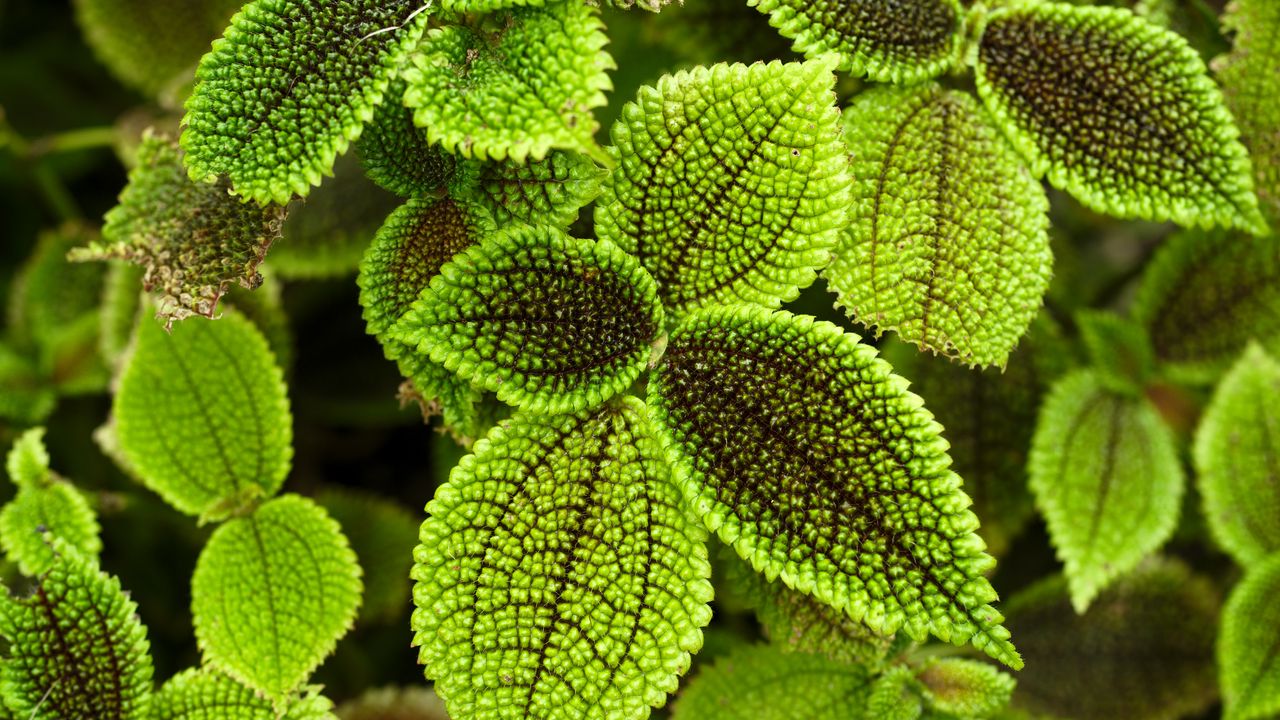 Wallpaper pilea, leaves, macro, green hd, picture, image
