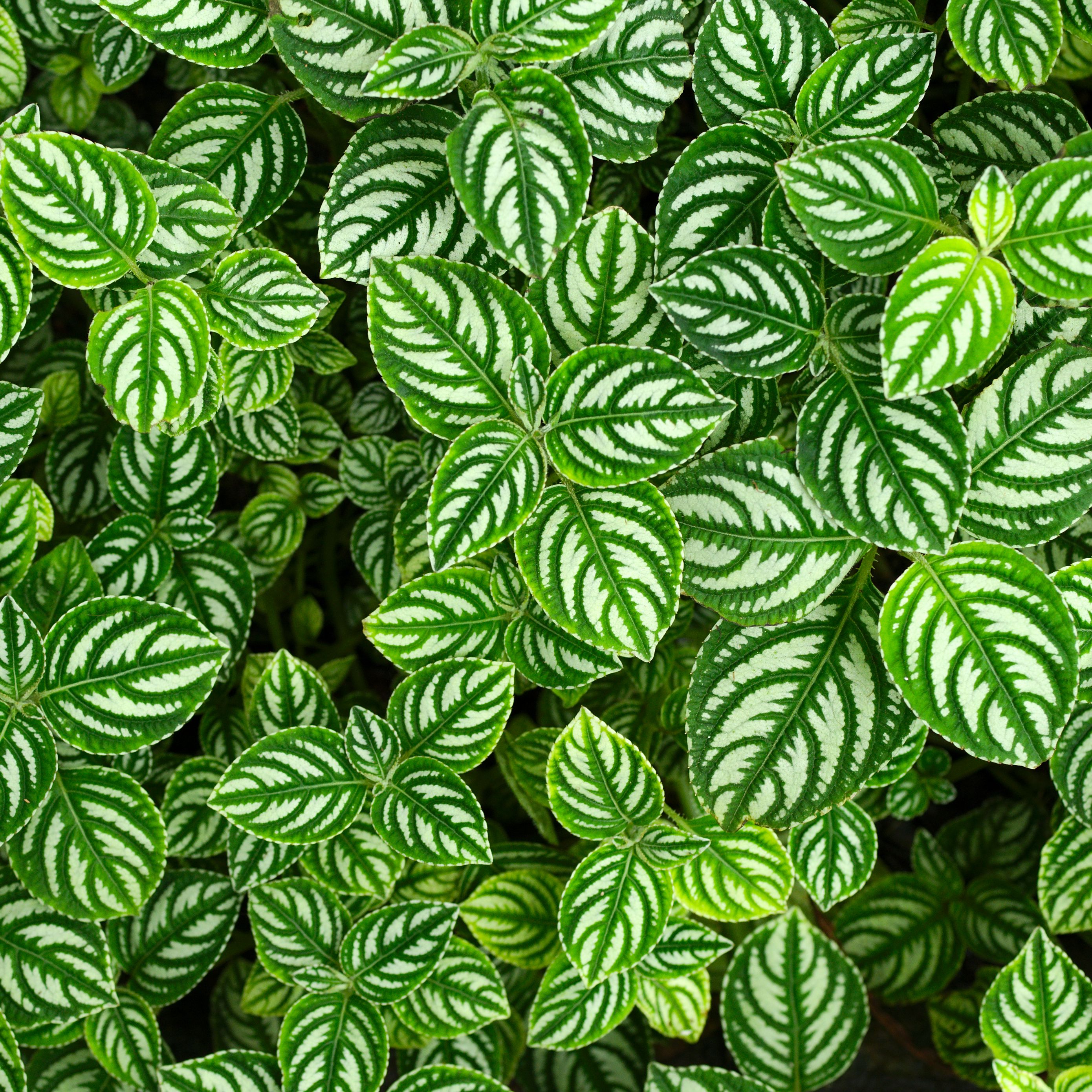 Download wallpaper 2780x2780 pilea, leaves, plant, macro ipad air, ipad ...