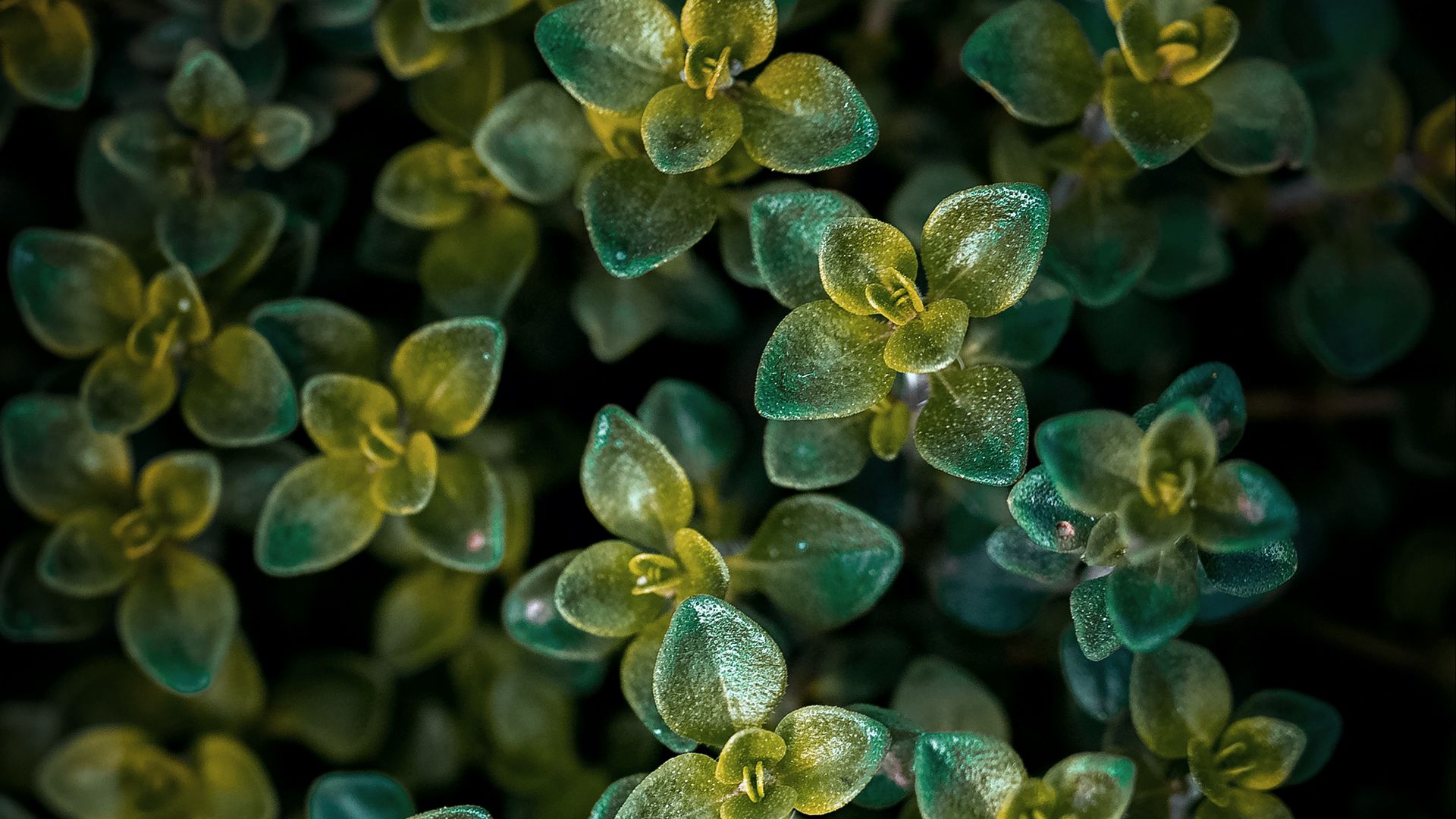 Download wallpaper 1920x1080 plant, leaves, aerial view full hd, hdtv ...