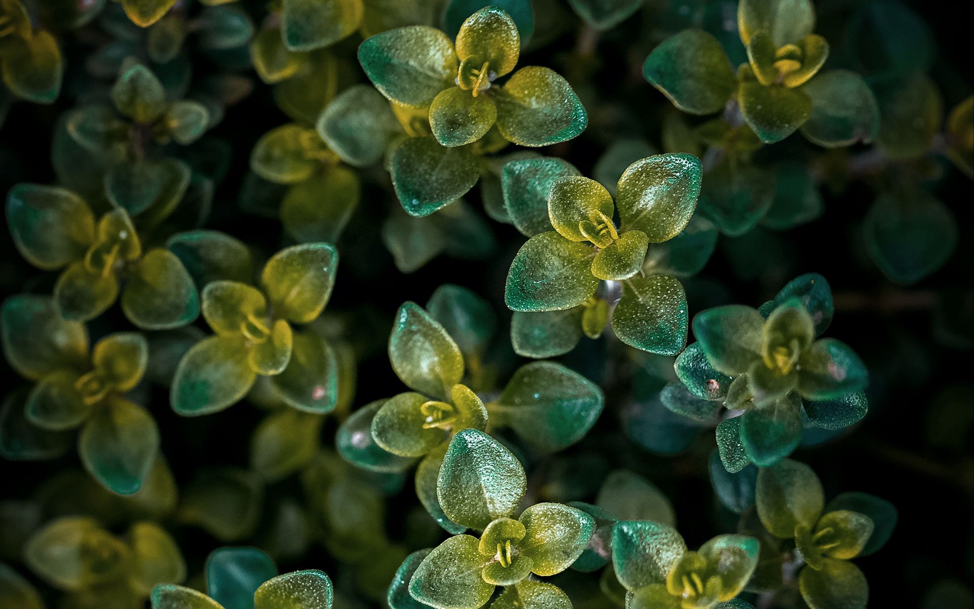 Download wallpaper 1920x1200 plant, leaves, aerial view widescreen 16: ...