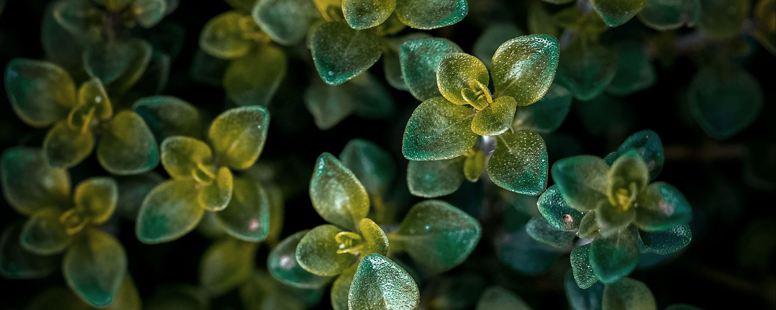 Download wallpaper 2560x1024 plant, leaves, aerial view ultrawide ...