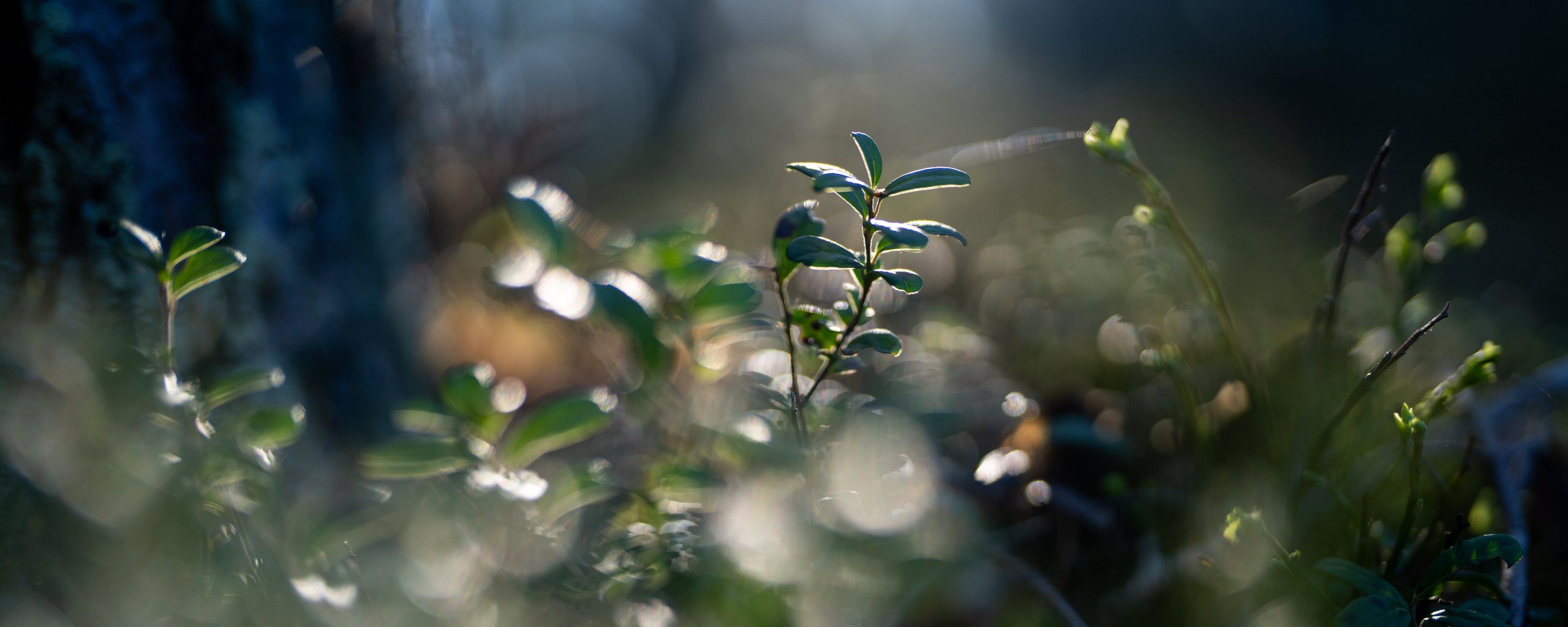 Download wallpaper 2560x1024 plant, leaves, blur, green, macro ...