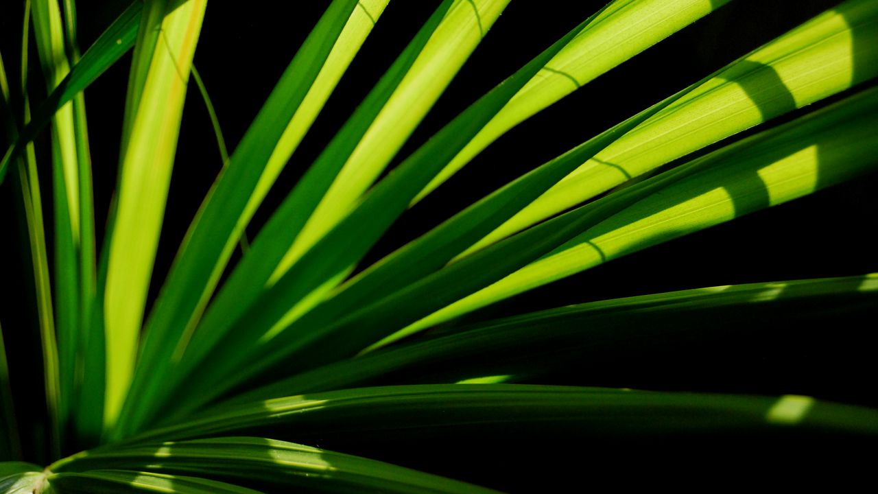 Wallpaper plant, leaves, light, macro, green hd, picture, image