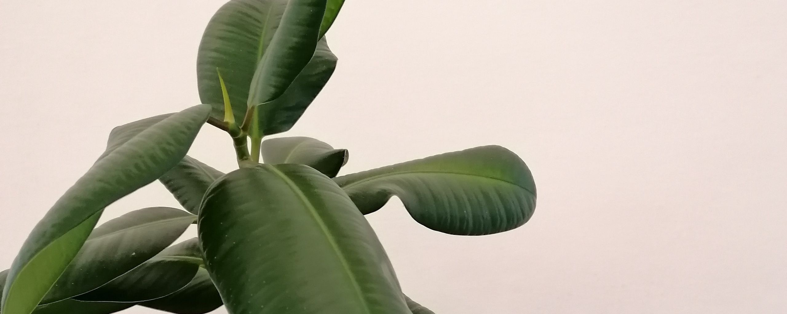 Download wallpaper 2560x1024 plant, leaves, macro, minimalism ultrawide ...