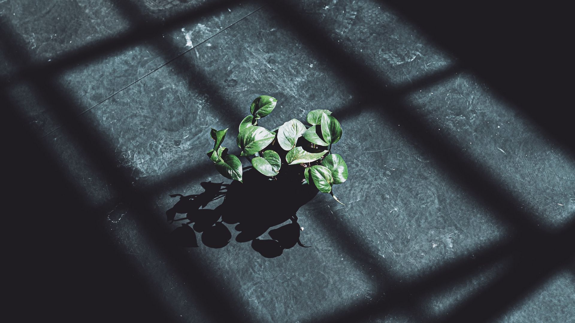 Download wallpaper 1920x1080 plant, leaves, shadow, light full hd, hdtv ...