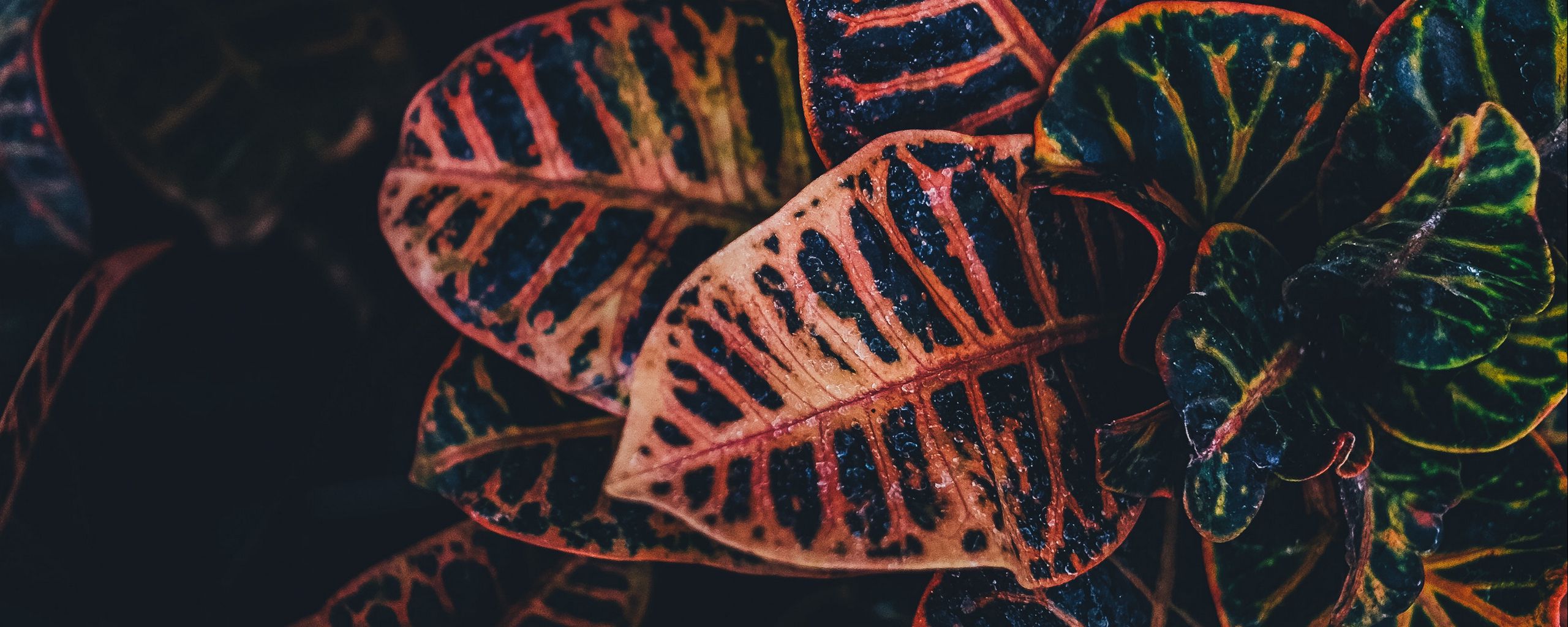 Download wallpaper 2560x1024 plant, leaves, striped, close-up ultrawide ...