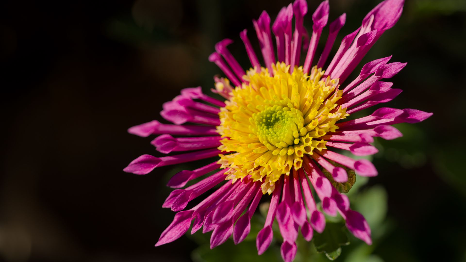 Download wallpaper 1920x1080 plant, pink, flower, nature full hd, hdtv ...
