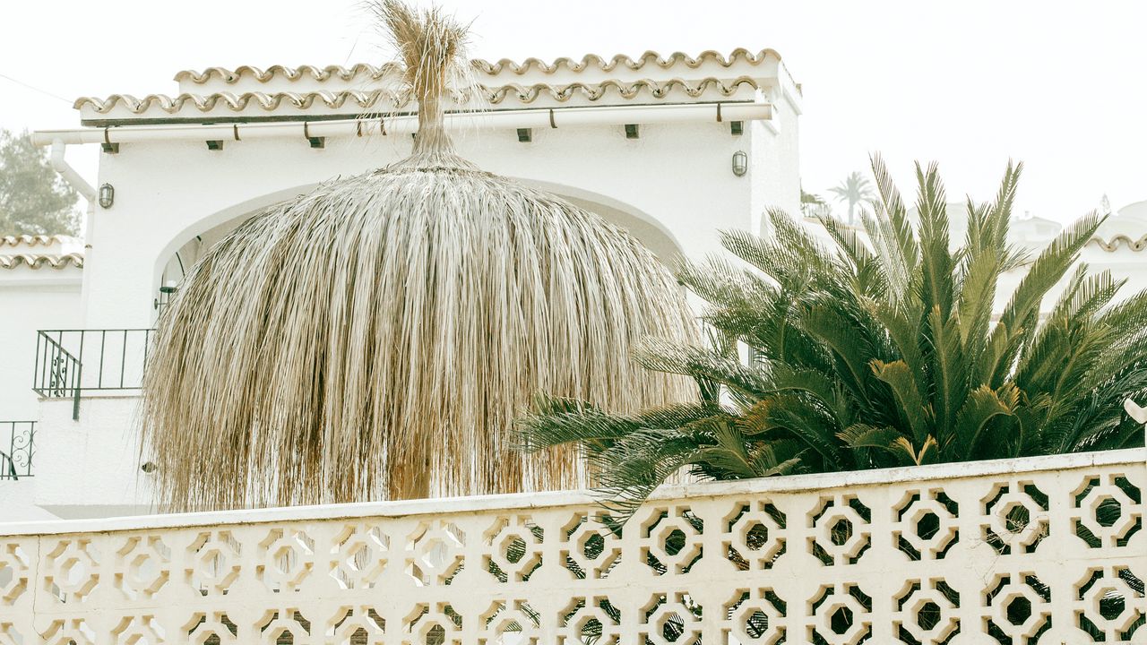 Wallpaper palm tree, plants, leaves, fence, architecture, white hd ...