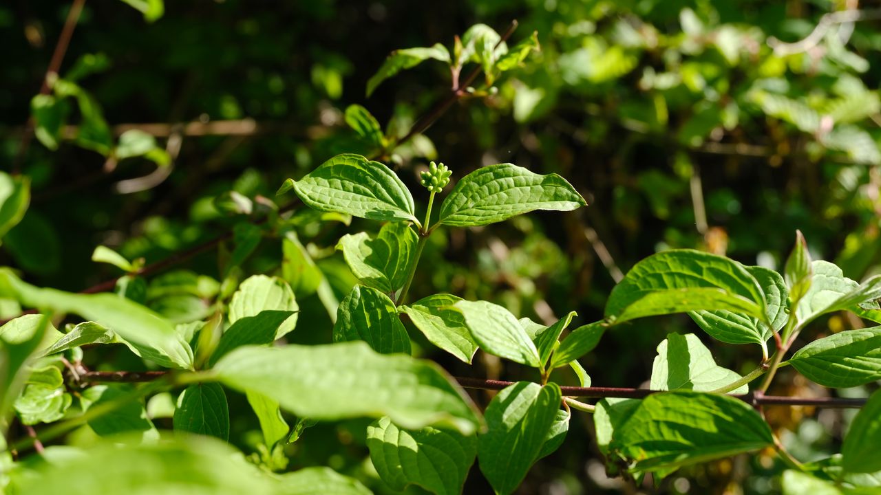 Wallpaper plants, leaves, sprout, macro, green hd, picture, image