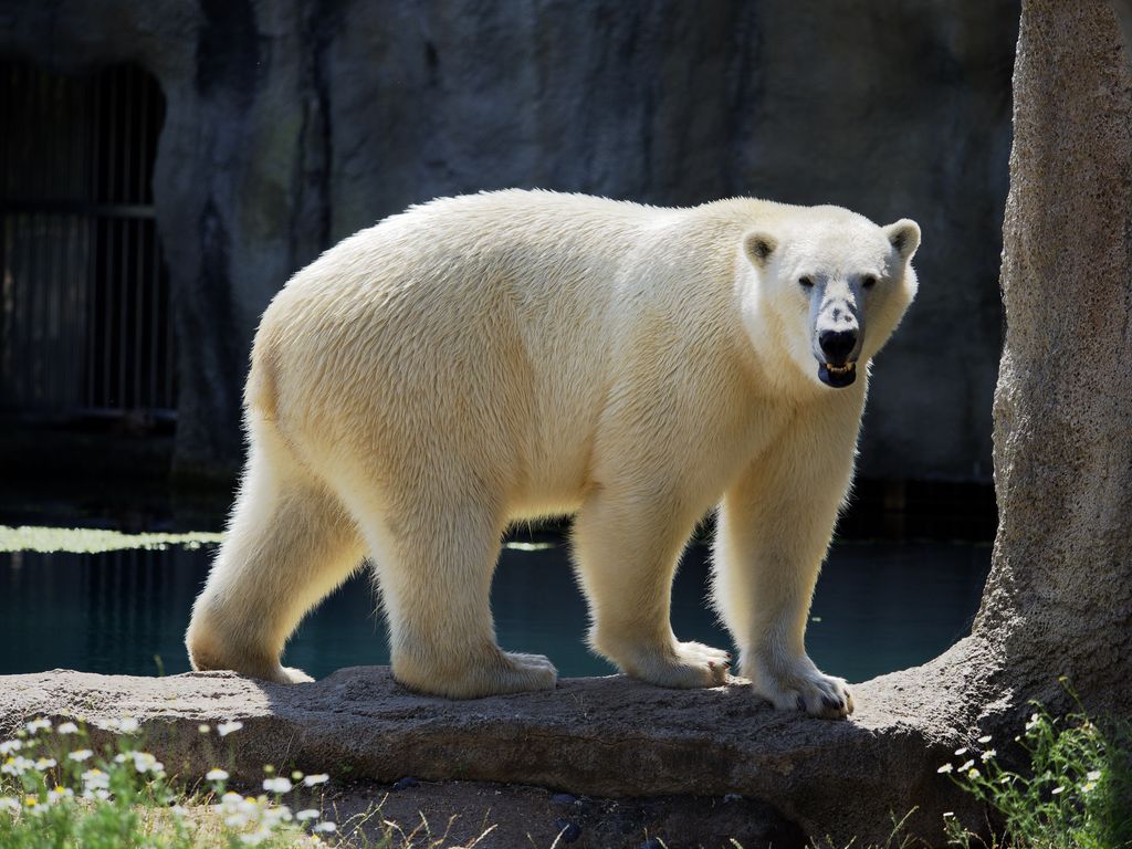 Download wallpaper 1024x768 polar bear, bear, animal, stone standard 4: ...