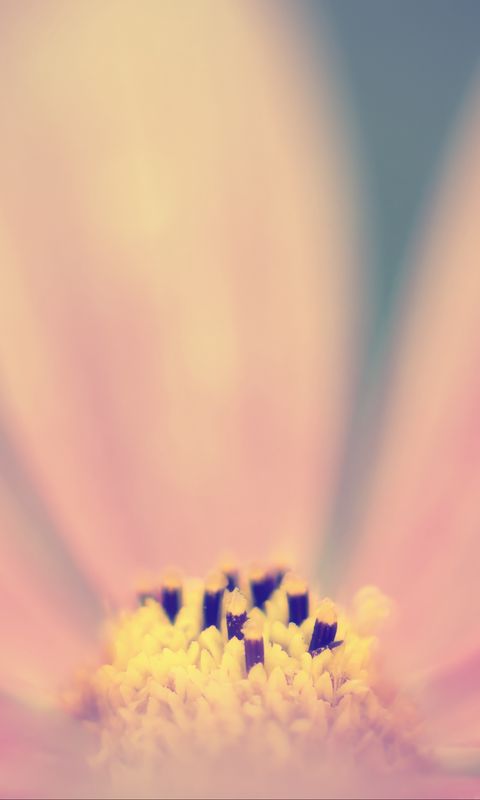 Download wallpaper 480x800 pollen, flower, pink, macro, blur nokia x ...