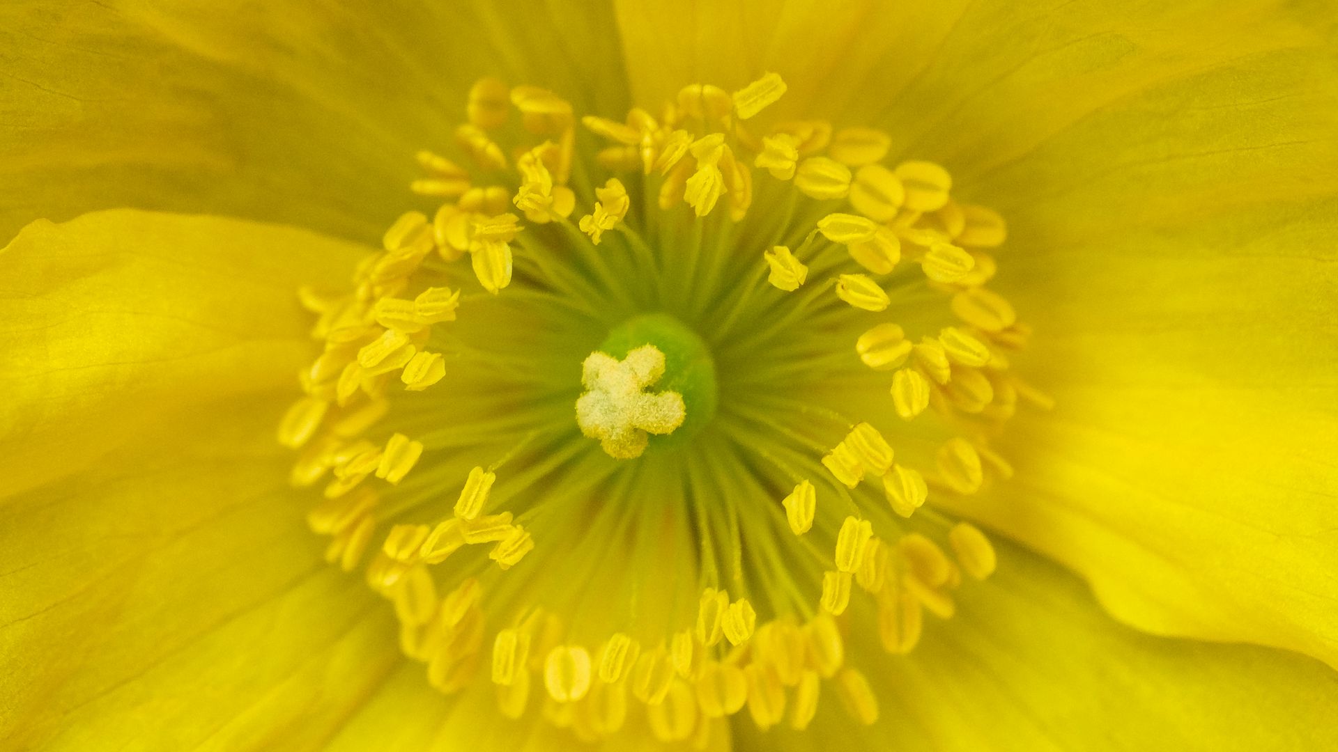 Download wallpaper 1920x1080 pollen, flower, yellow, macro full hd ...