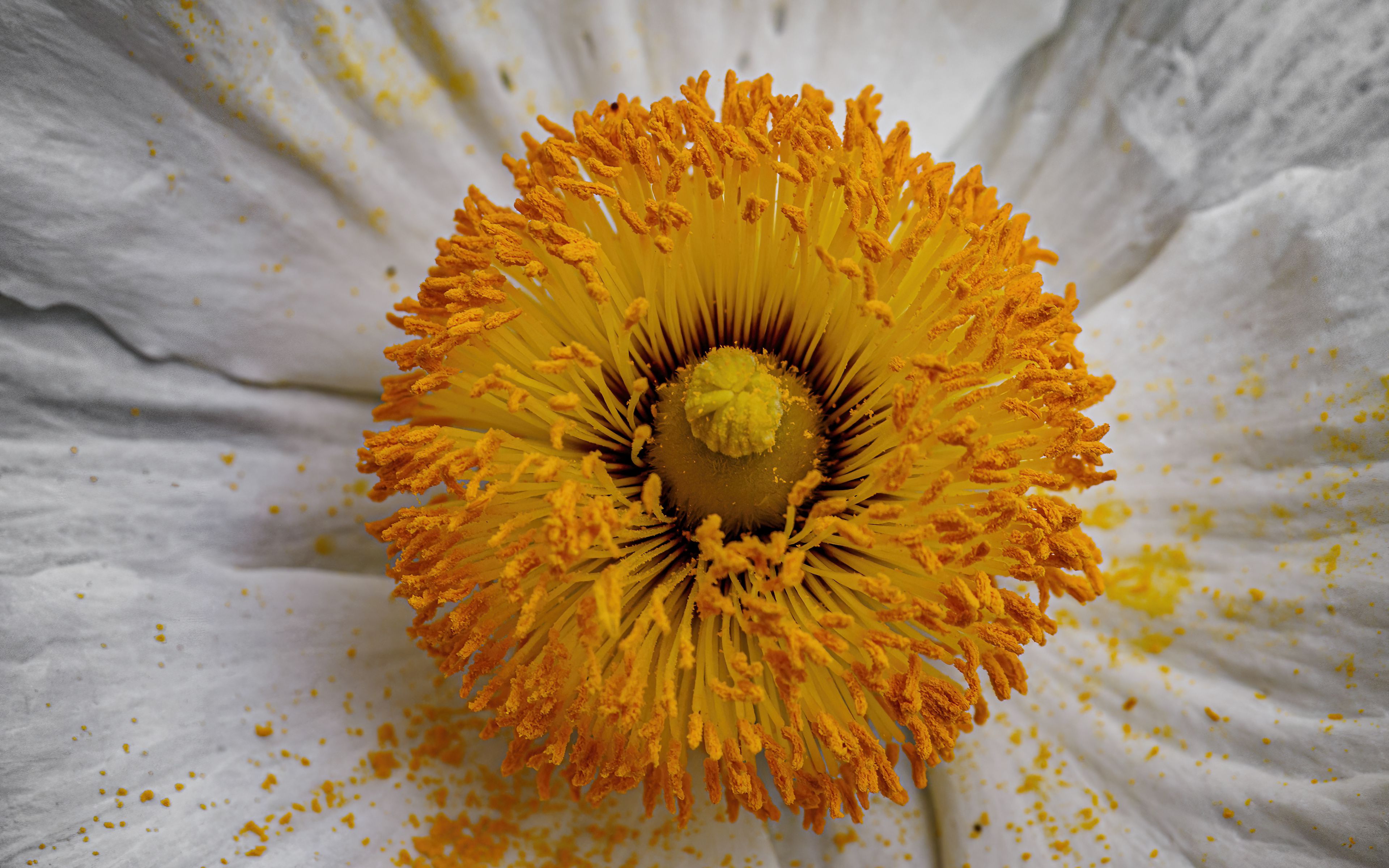 Download wallpaper 3840x2400 pollen, petals, flower, macro, yellow 4k ...