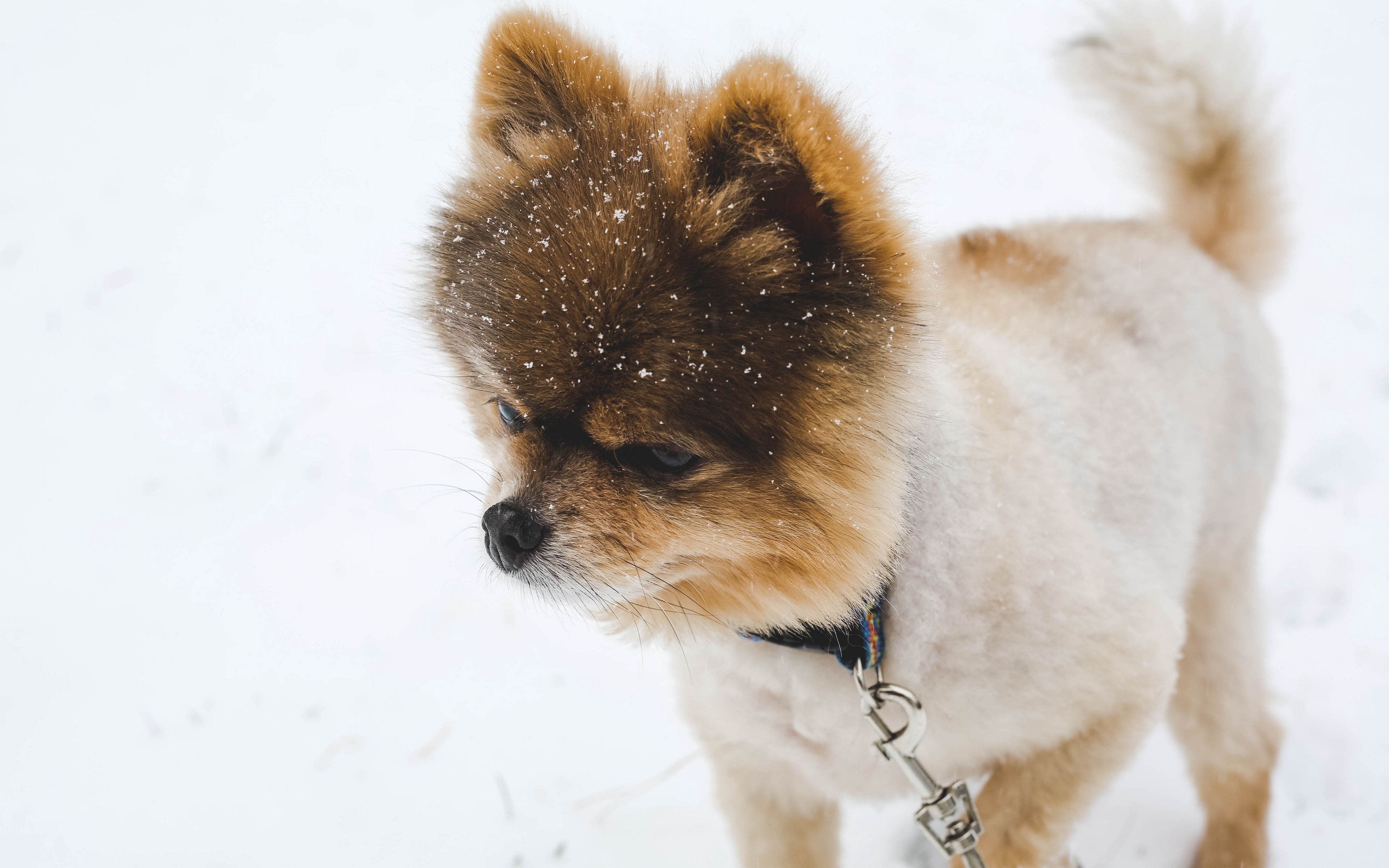 Download wallpaper 3840x2400 pomeranian, pom pom, spitz, puppy, dog ...