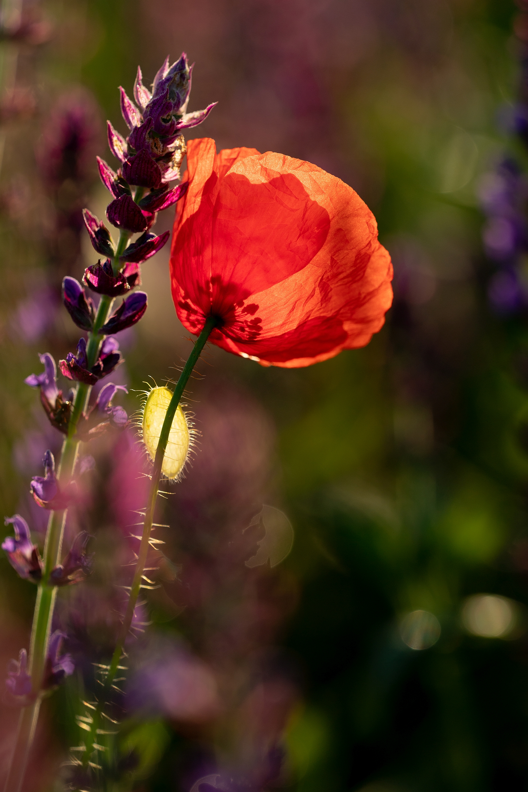 Download wallpaper 1819x2730 poppy, flowers, petals, light hd background