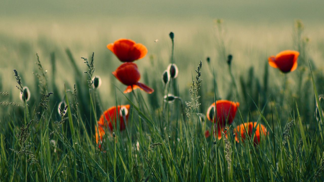 Wallpaper poppy, flowers, grass, field, nature hd, picture, image
