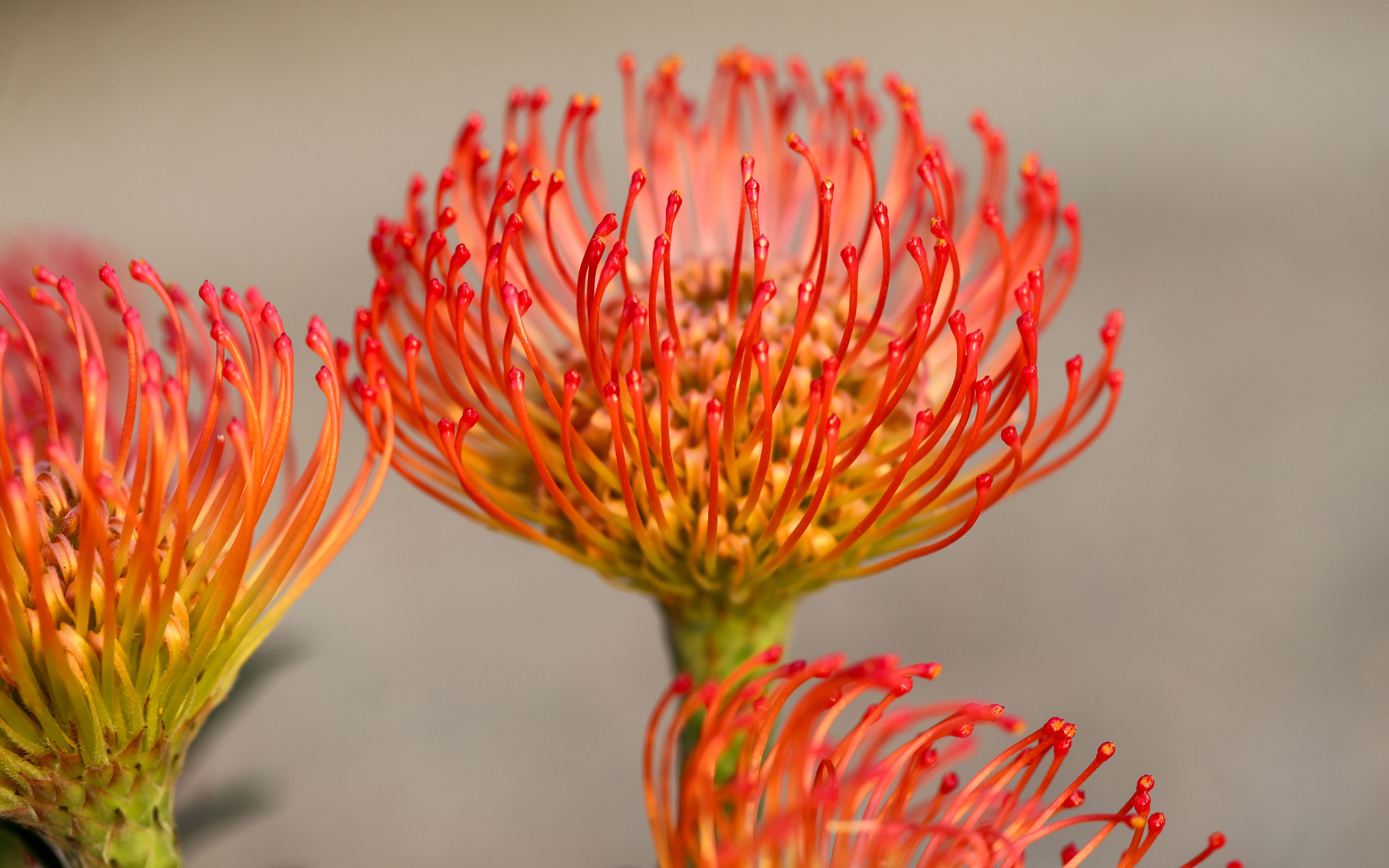 Download wallpaper 3840x2400 protea, flower, petals, macro 4k ultra hd ...