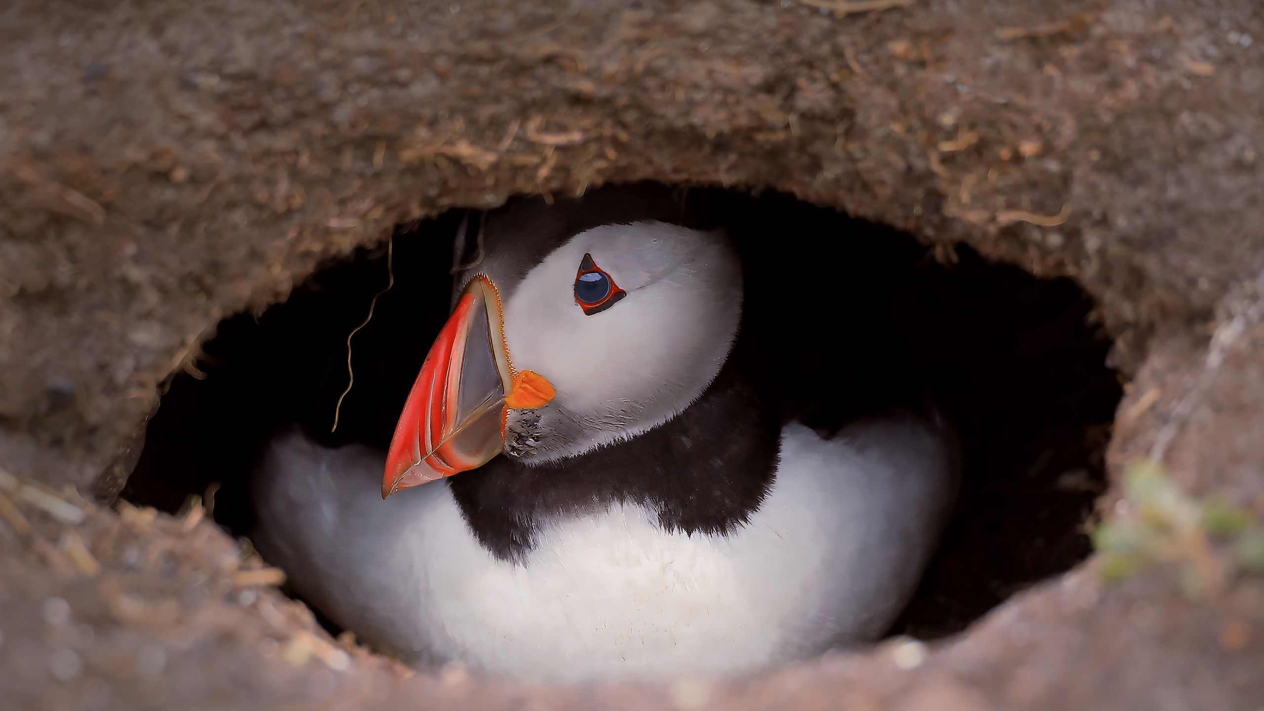 Download wallpaper 2560x1440 puffin, bird, wildlife, beak widescreen 16 ...