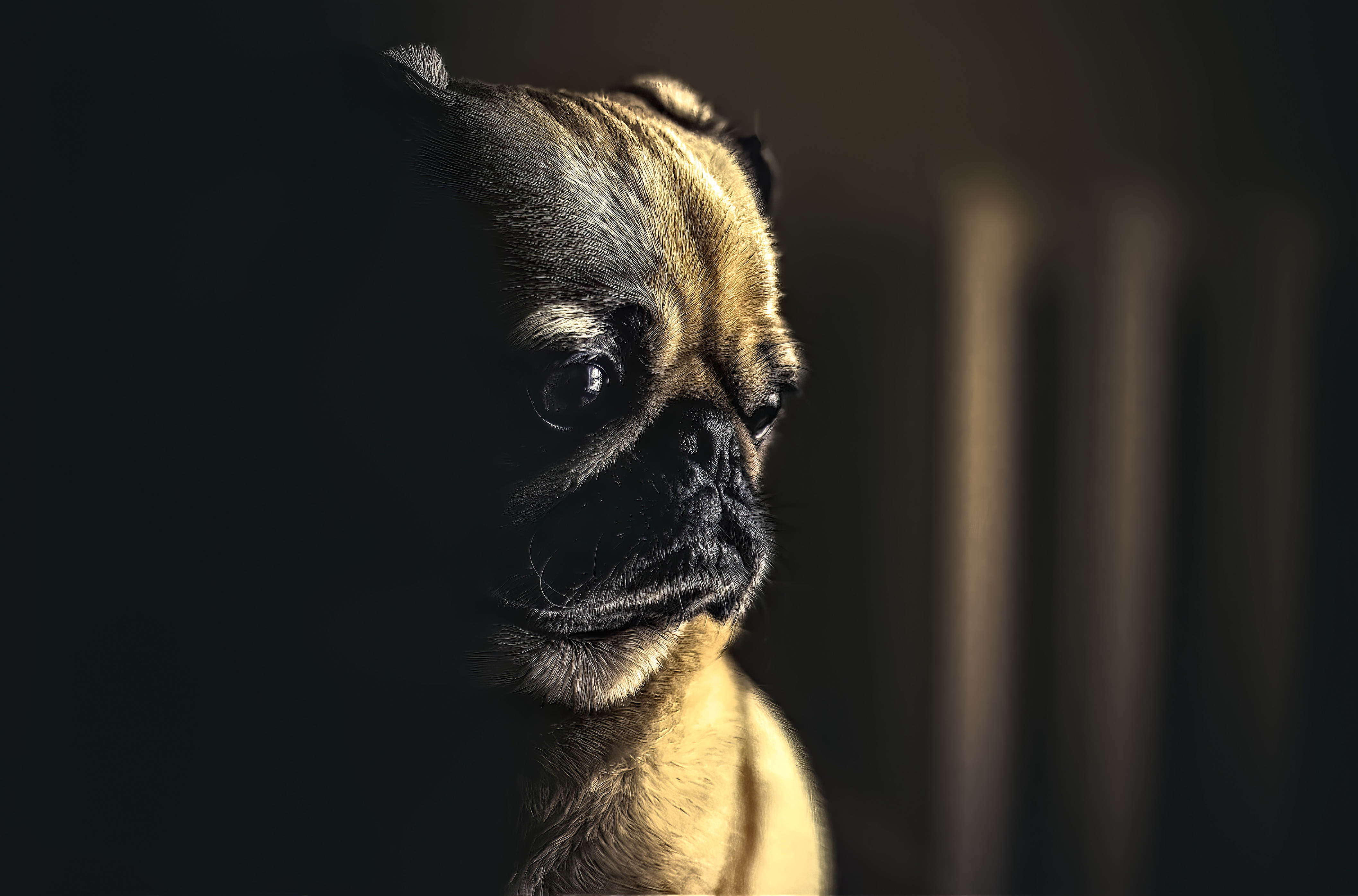 Download wallpaper 4229x2791 pug, dog, pet, sad, cute, shadow hd background
