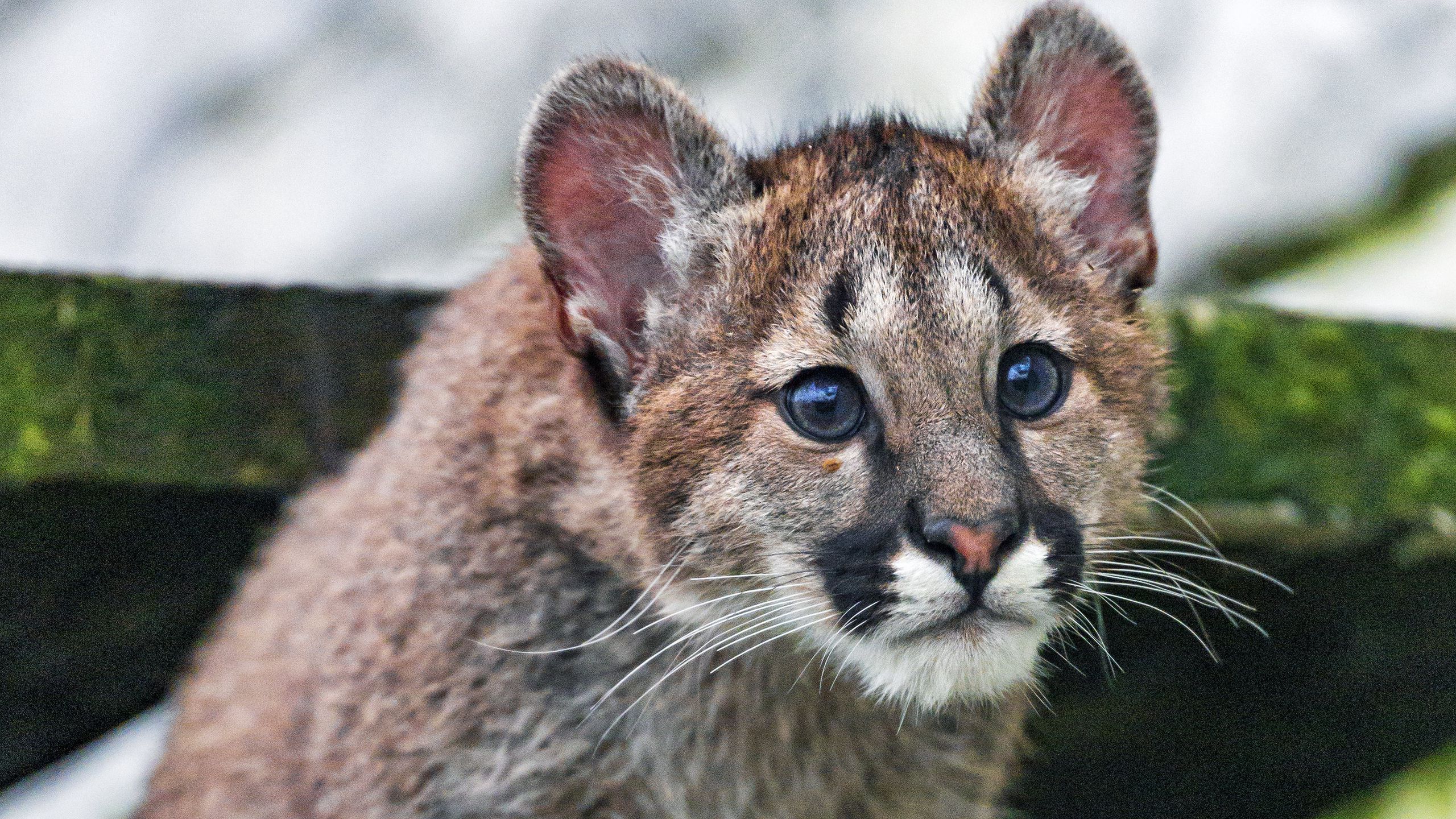Download wallpaper 2560x1440 puma, cub, glance, cute widescreen 16:9 hd ...