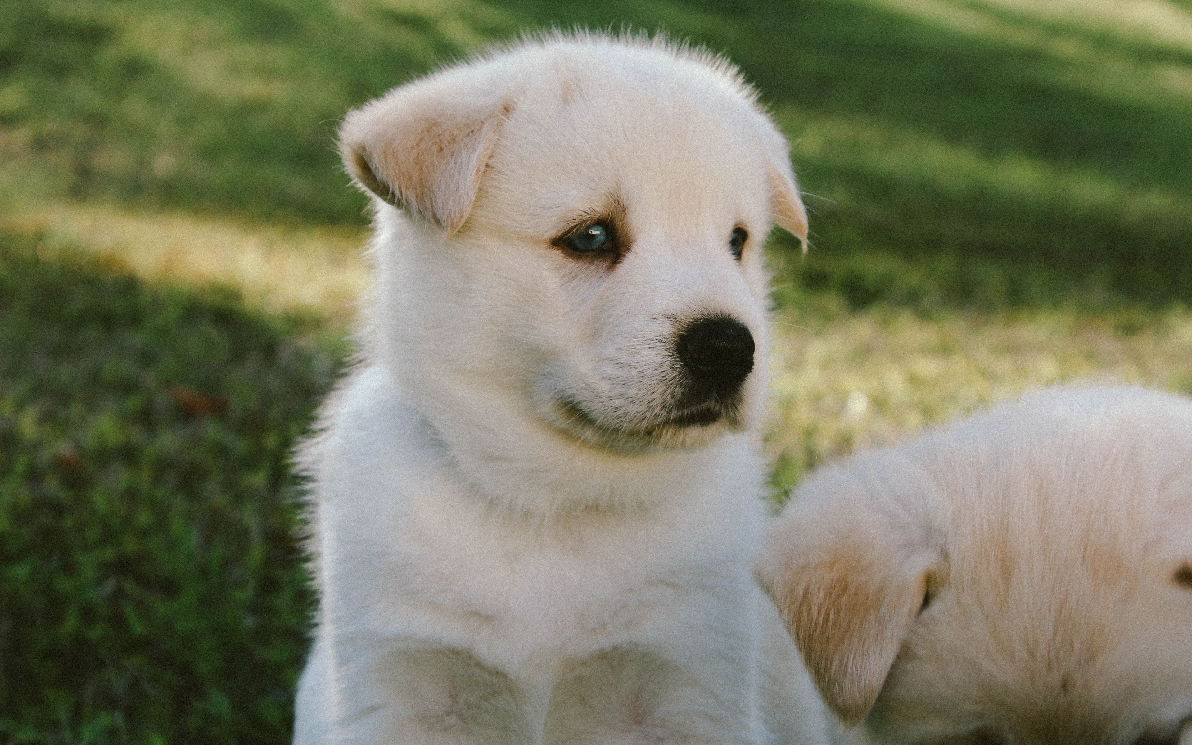 Download wallpaper 3840x2400 puppy, dog, muzzle, cute 4k ultra hd 16:10 ...