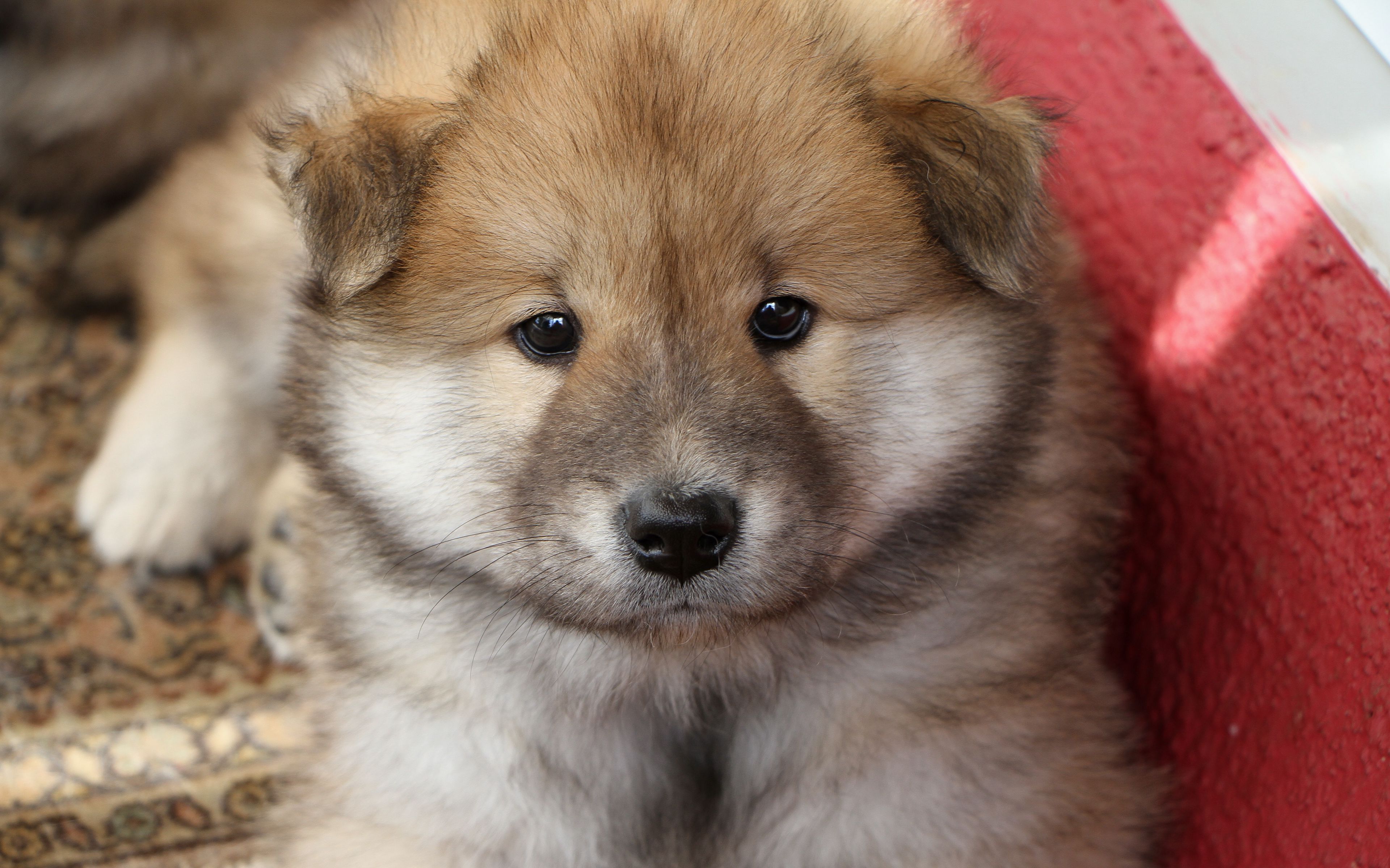Download wallpaper 3840x2400 puppy, muzzle, dog, cute 4k ultra hd 16:10 ...