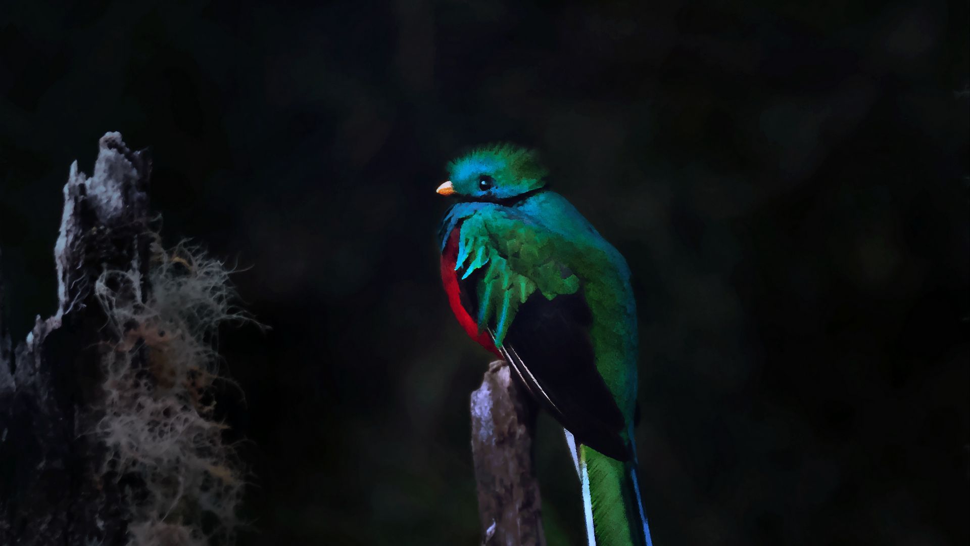 Download wallpaper 1920x1080 quetzal, bird, wildlife, dark full hd ...