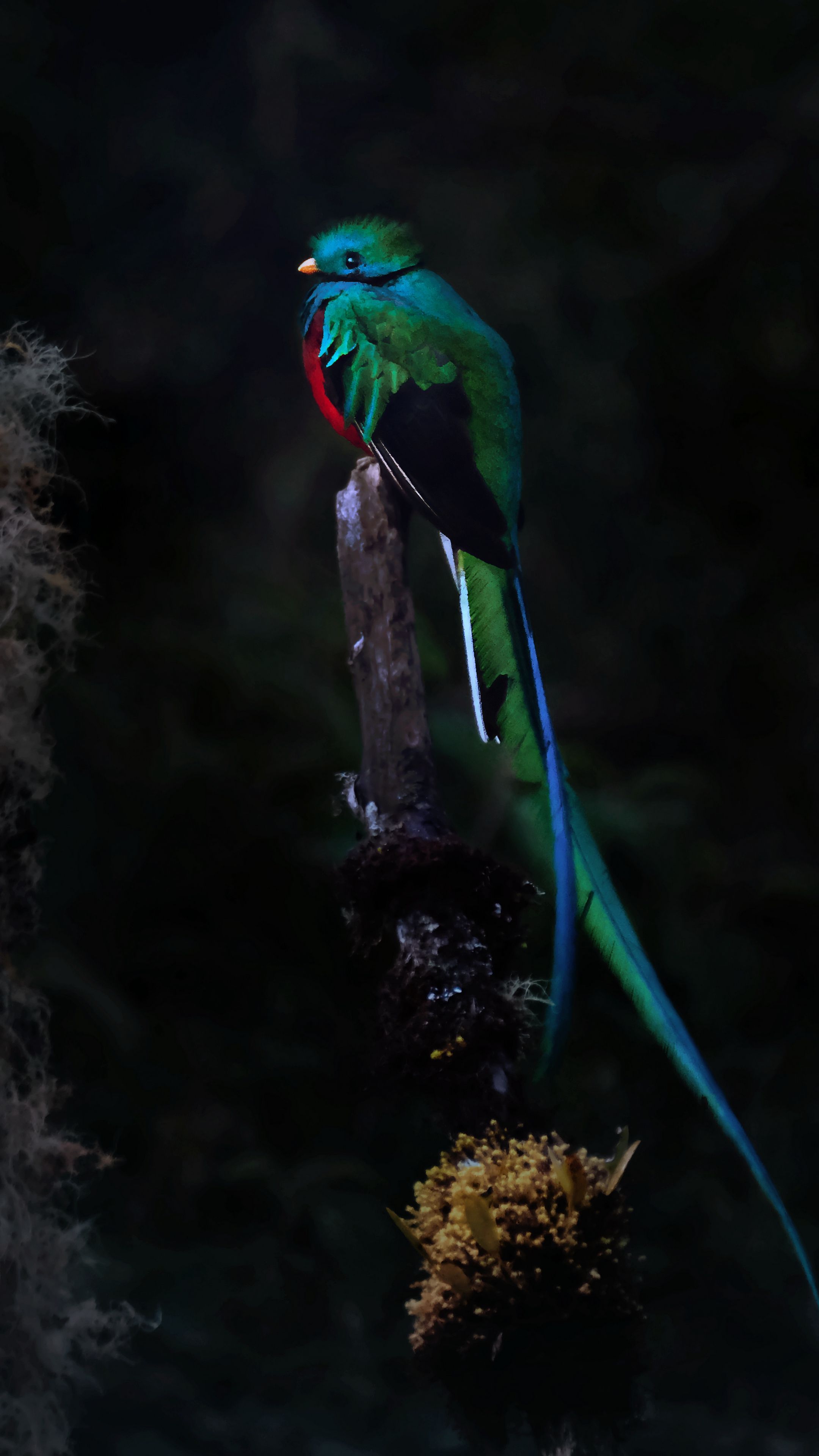 Download wallpaper 2160x3840 quetzal, bird, wildlife, dark samsung ...