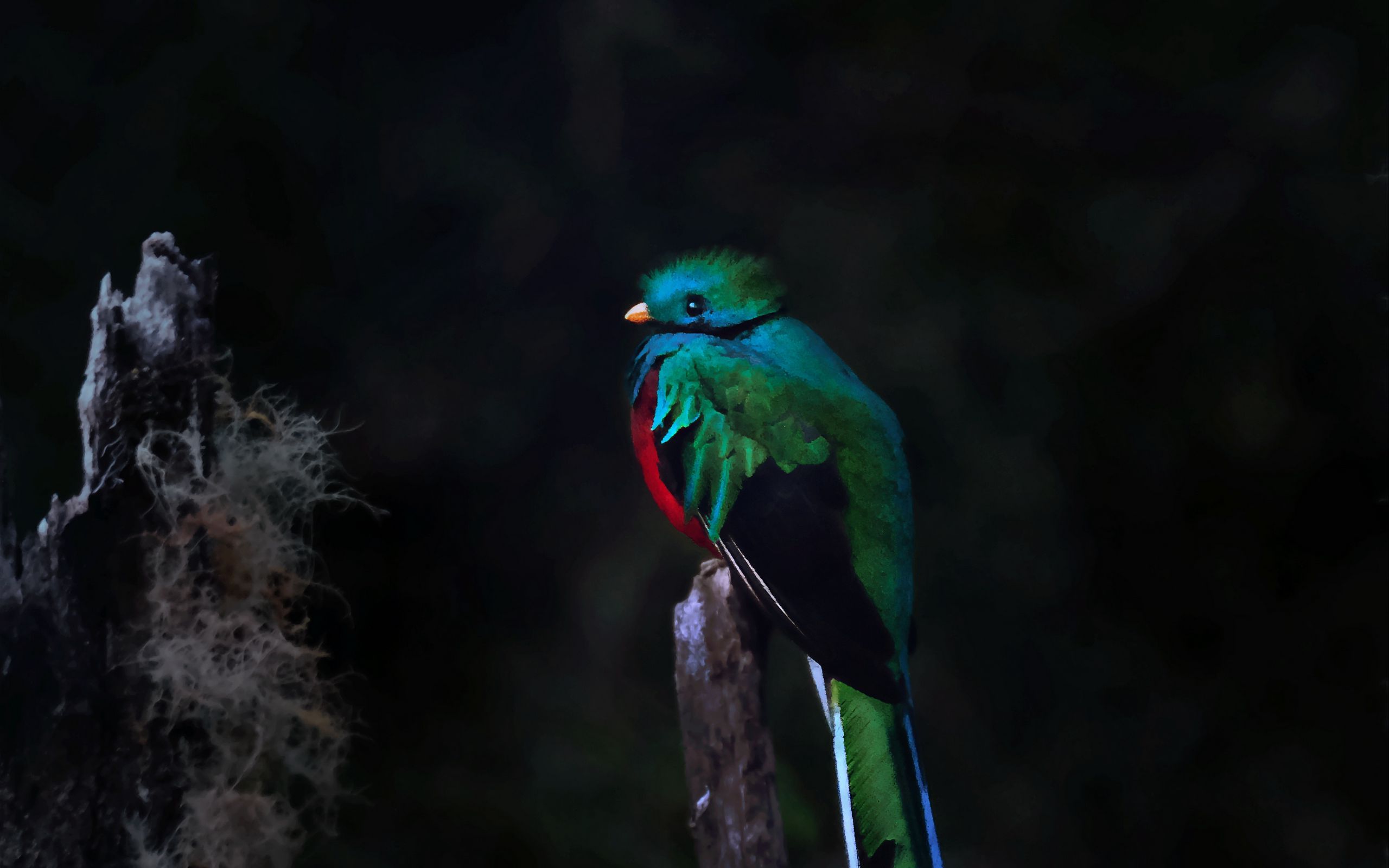 Download wallpaper 2560x1600 quetzal, bird, wildlife, dark widescreen ...