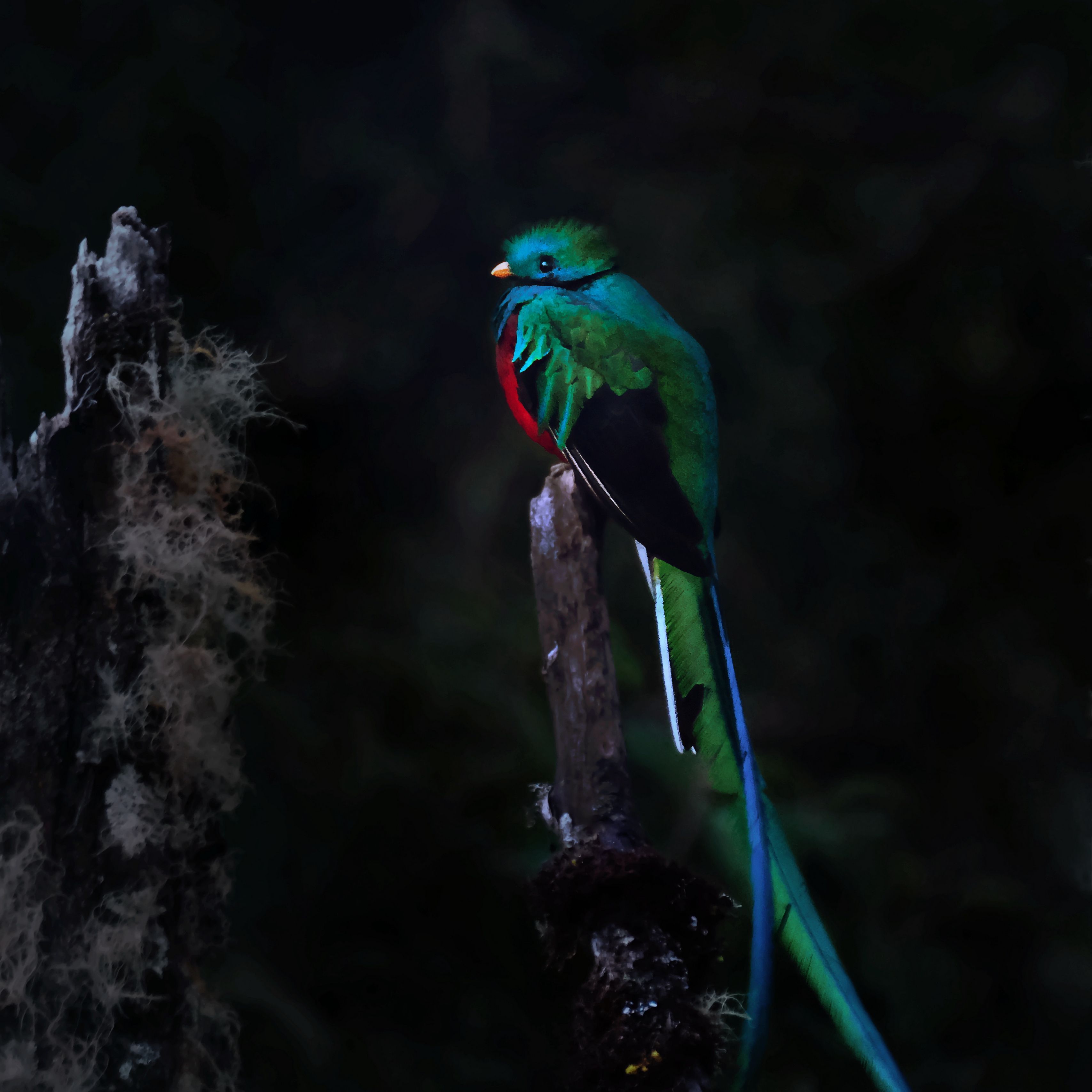 Download wallpaper 3415x3415 quetzal, bird, wildlife, dark ipad pro 12. ...