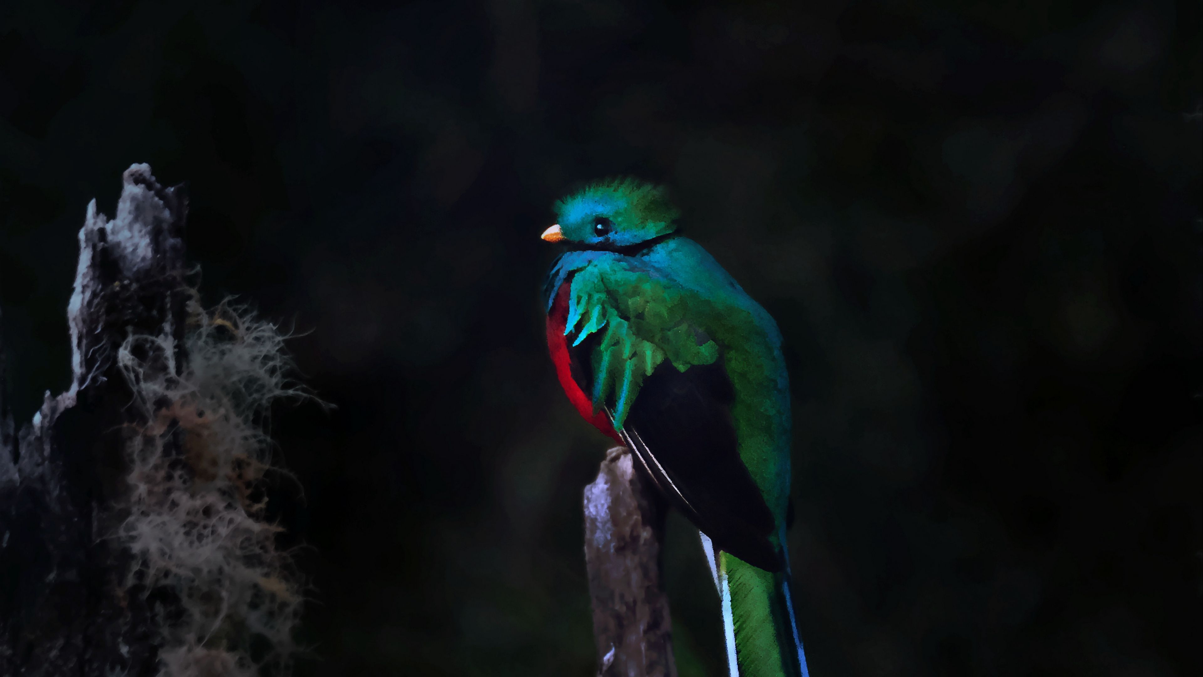 Download wallpaper 3840x2160 quetzal, bird, wildlife, dark 4k uhd 16:9 ...