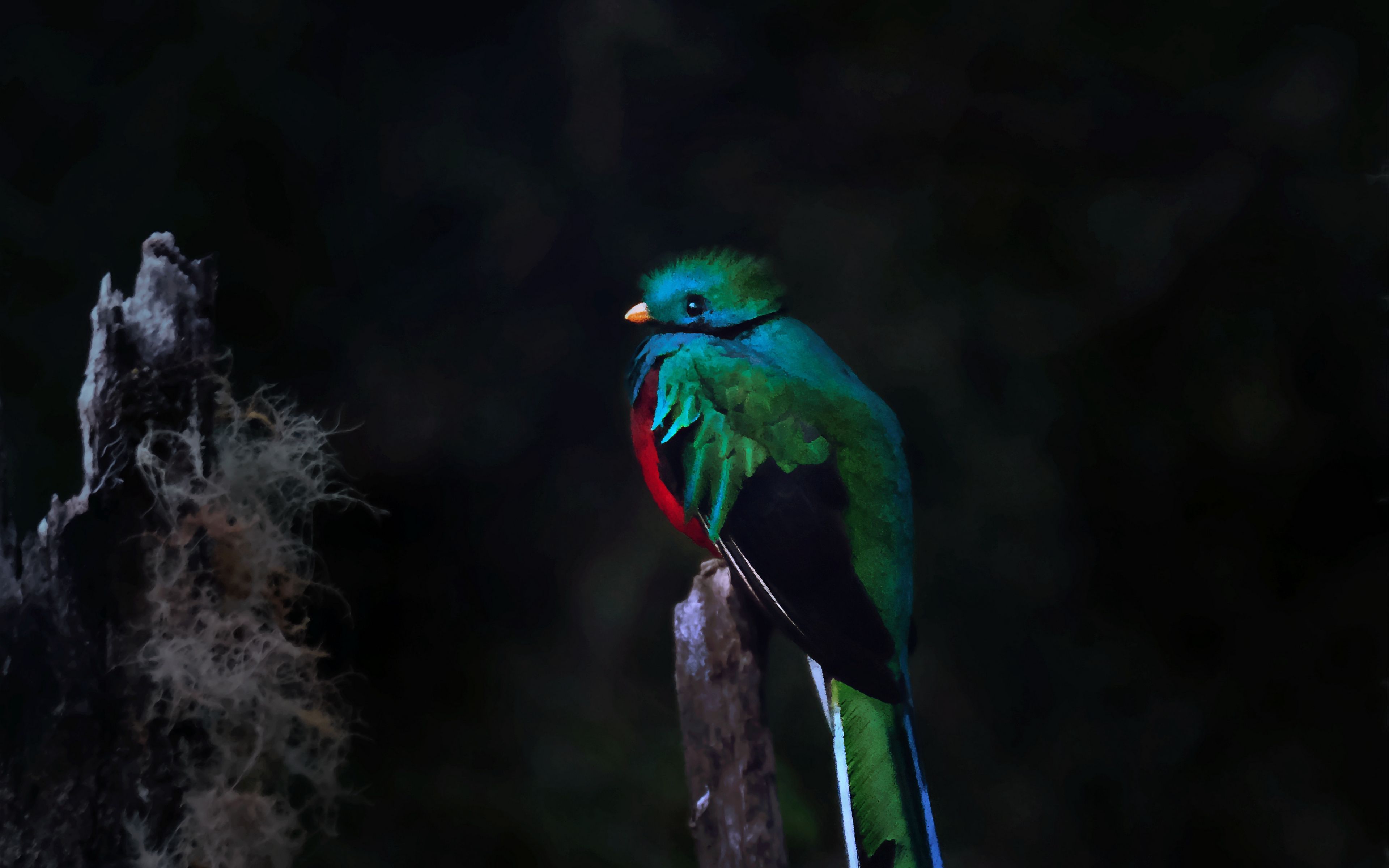 Download wallpaper 3840x2400 quetzal, bird, wildlife, dark 4k ultra hd ...