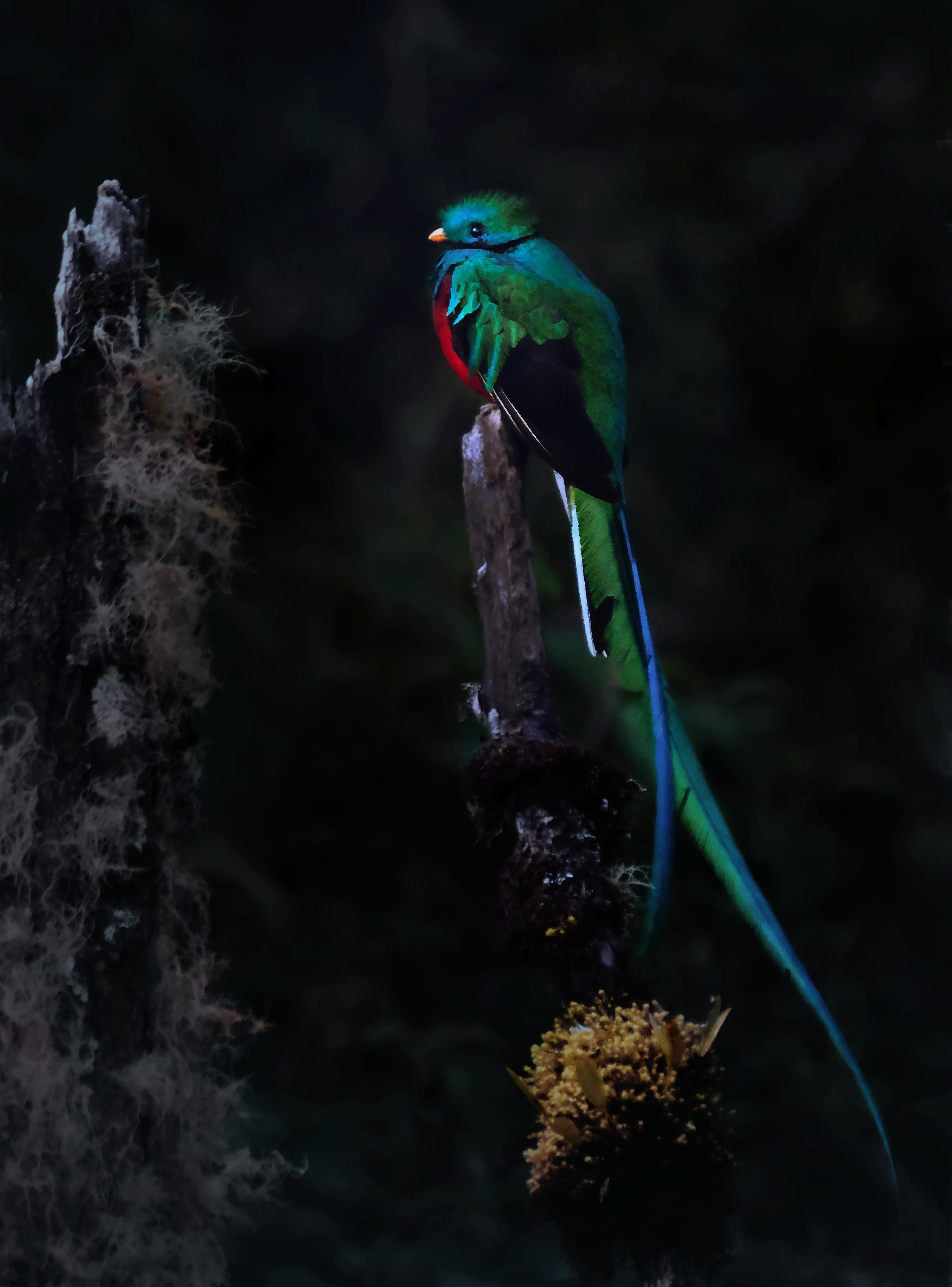 Download wallpaper 4039x5462 quetzal, bird, wildlife, dark hd background