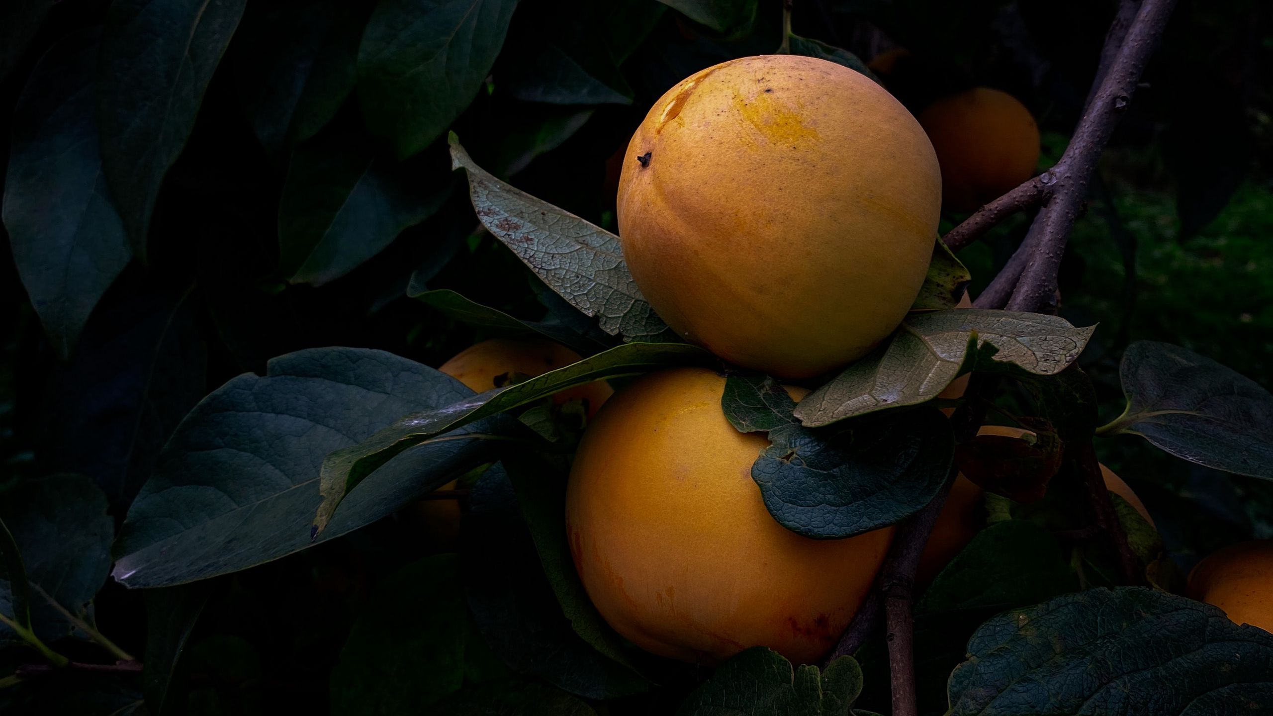 Download wallpaper 2560x1440 quince, fruit, yellow, branch, leaves ...