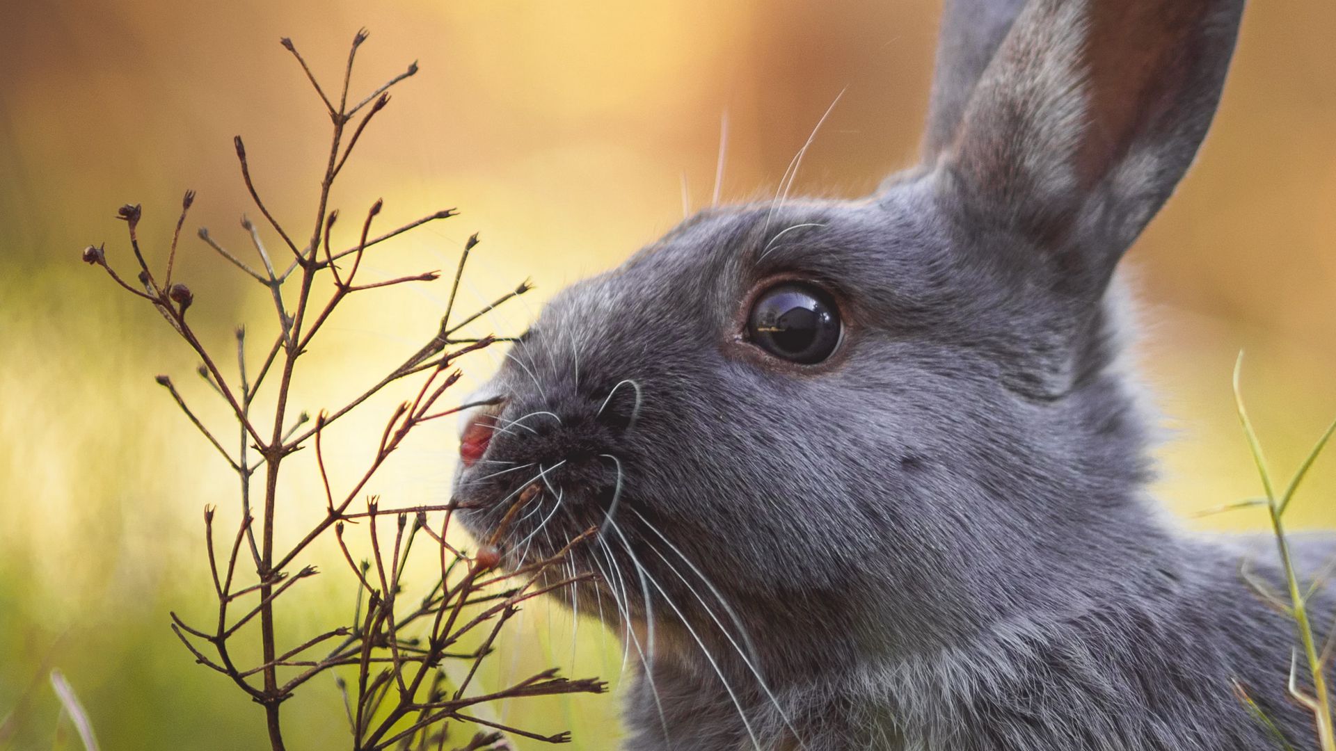 Download wallpaper 1920x1080 rabbit, animal, cute, grass, wildlife full ...