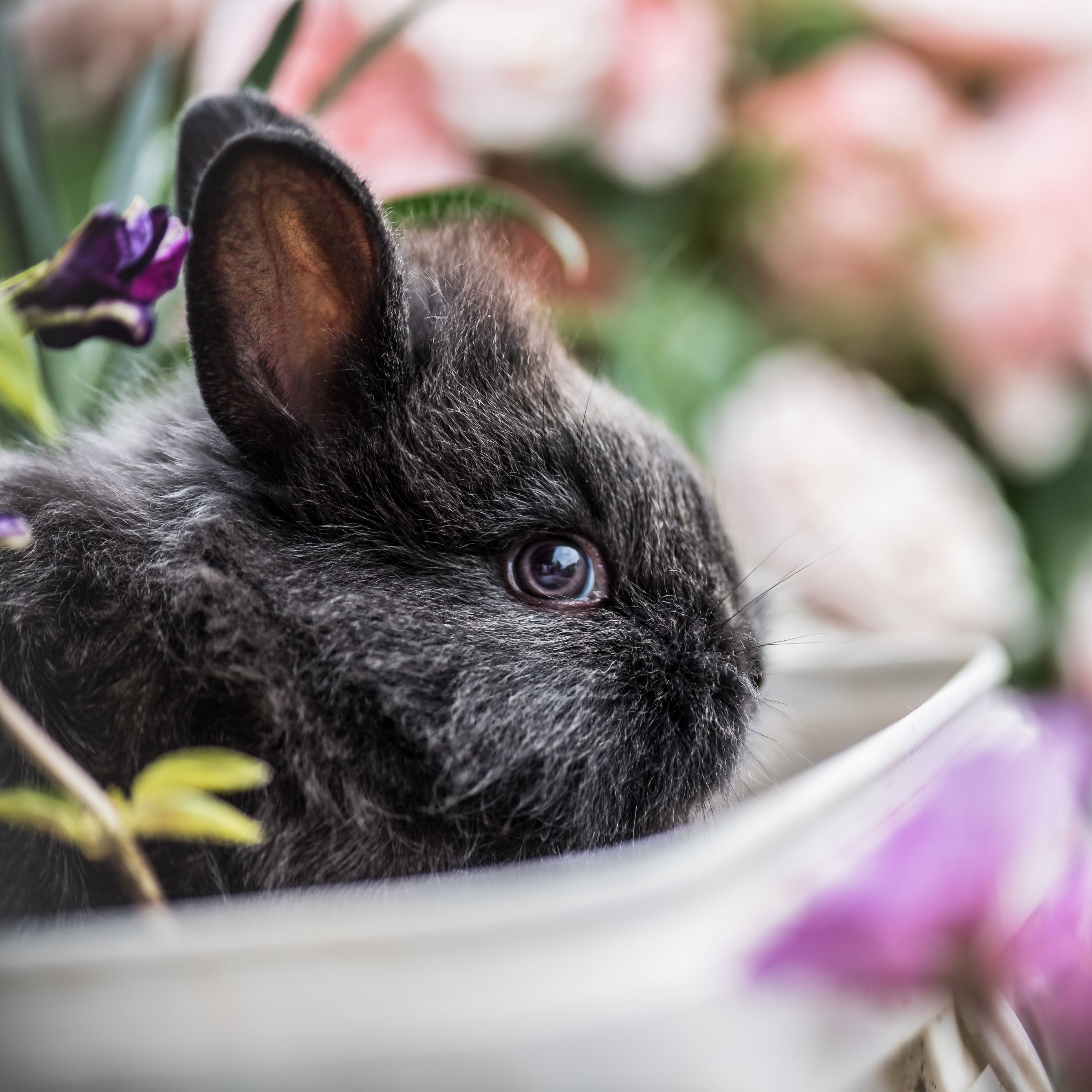 Download wallpaper 2780x2780 rabbit, animal, cute, blur ipad air, ipad ...